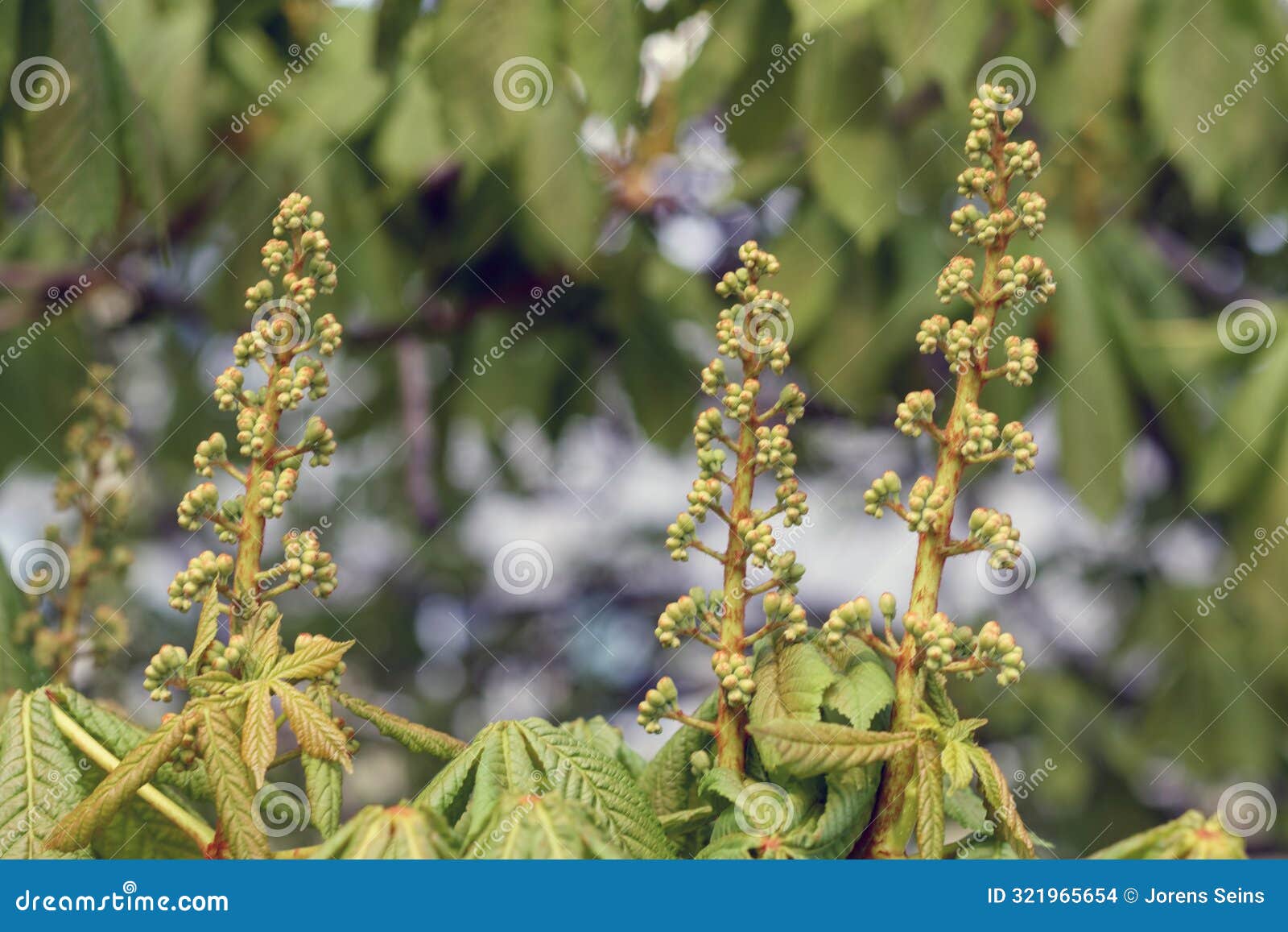 .Green Colored Tree Branch with Small Buds Stock Photo - Image of plant ...