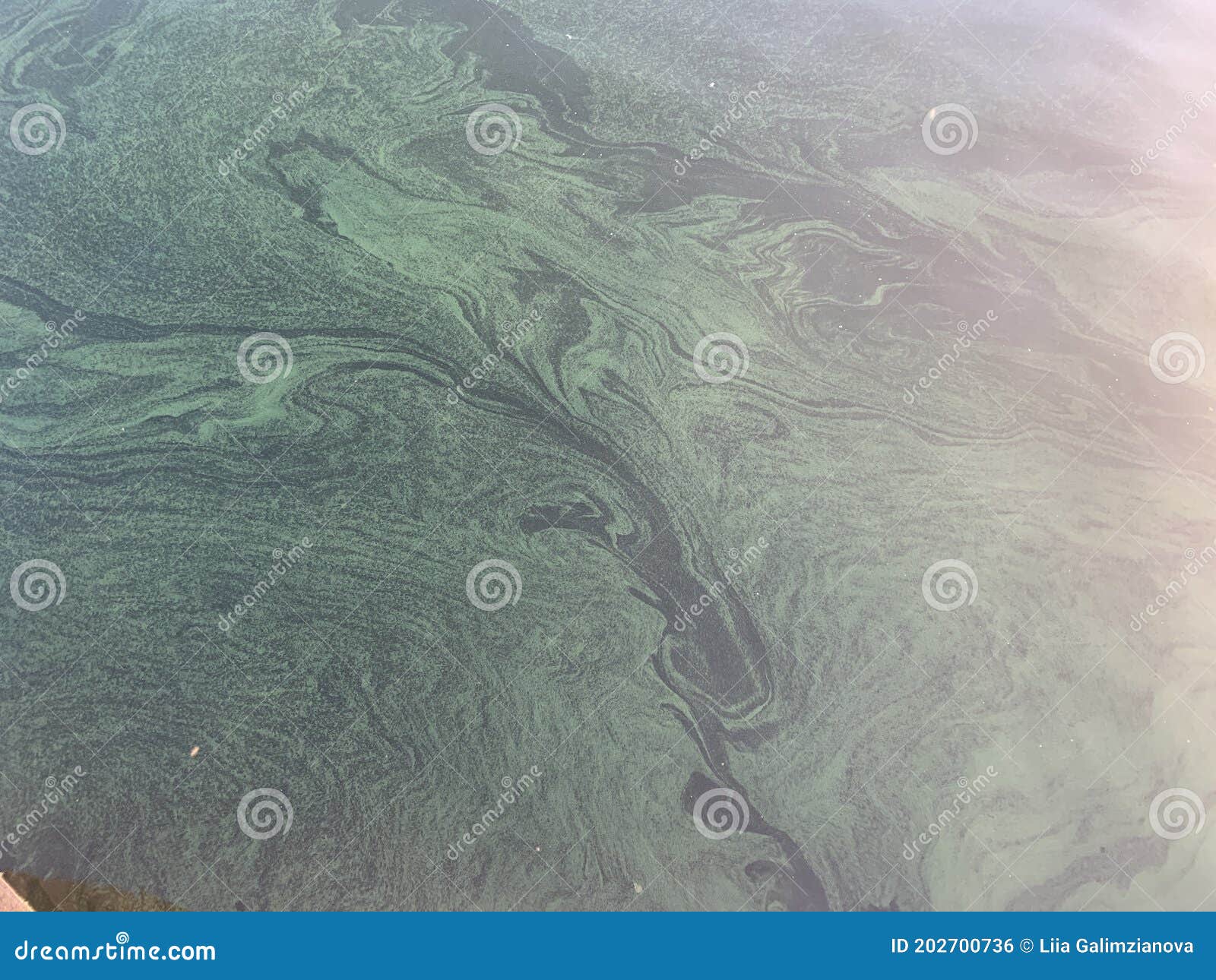 Green colored water stock photo. Image of bright, danger - 202700736