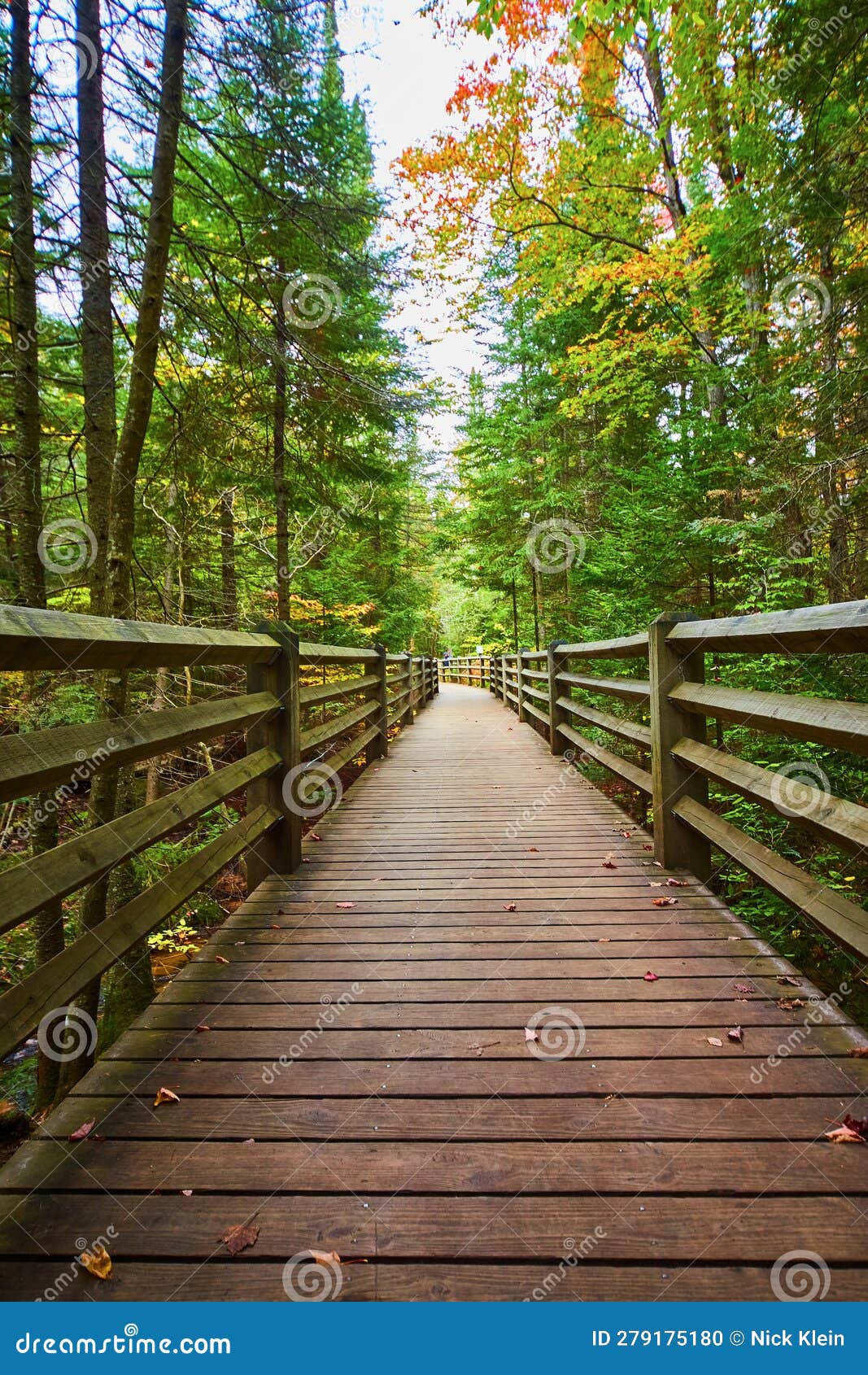 Green and Colorful Fall Trees Straight Boardwalk Park Trail Walkway ...