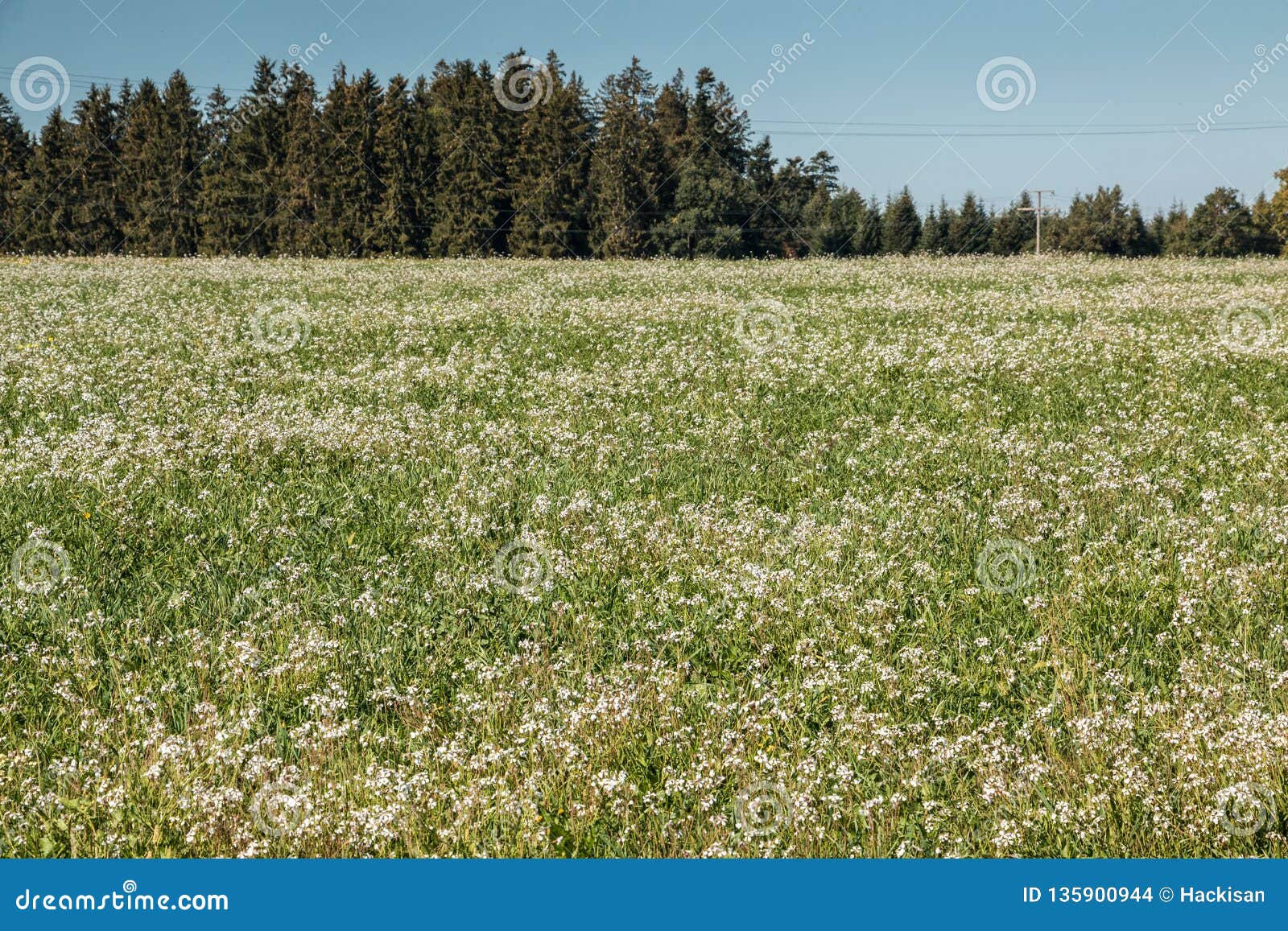Green and Colorful Flower Field with Little Forest Stock Photo - Image ...
