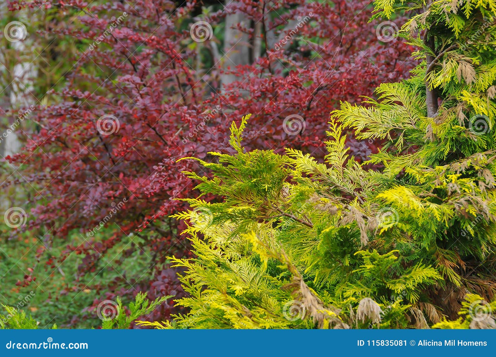 Green, Colors and Freshness in a Garden Stock Image - Image of twigs ...