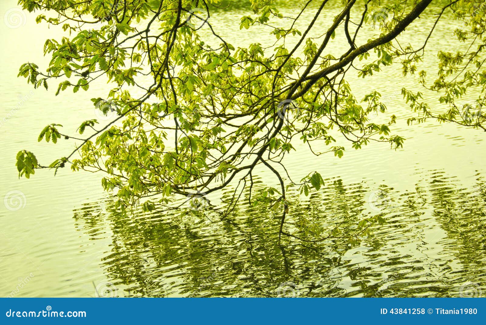 Green Colors of Spring in the Mountain in Spain Stock Photo - Image of ...