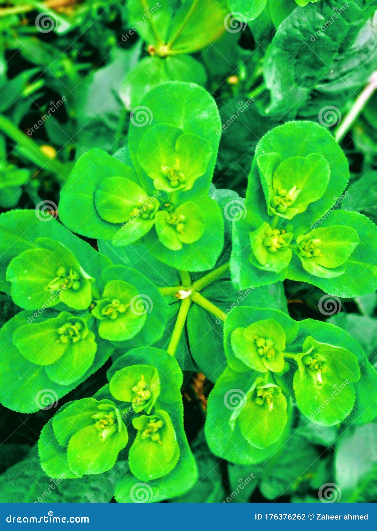 Green colour of calming stock photo. Image of fresh - 176376262