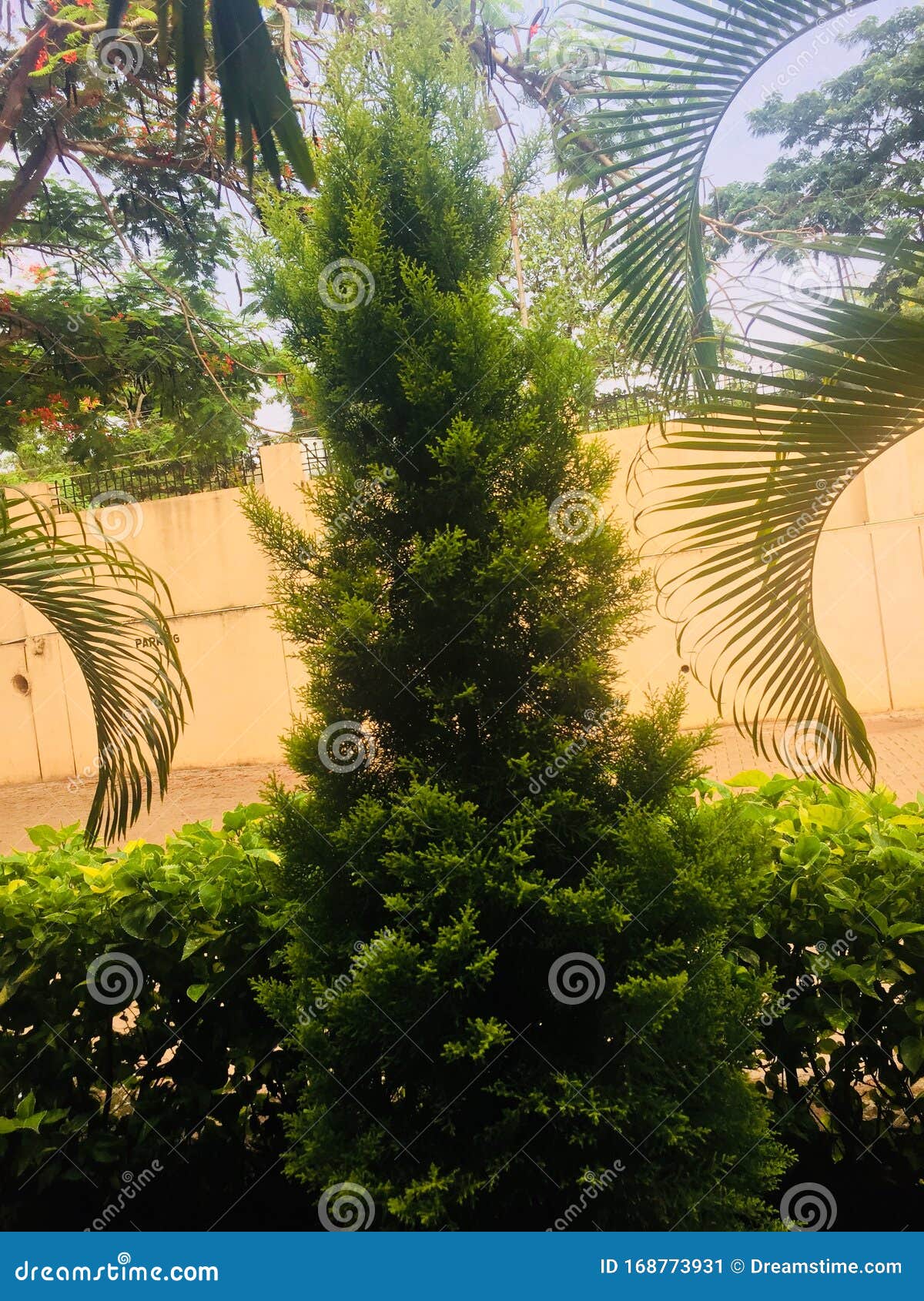 Green Colour Full Tree with Plants and Sky Stock Image - Image of tree ...