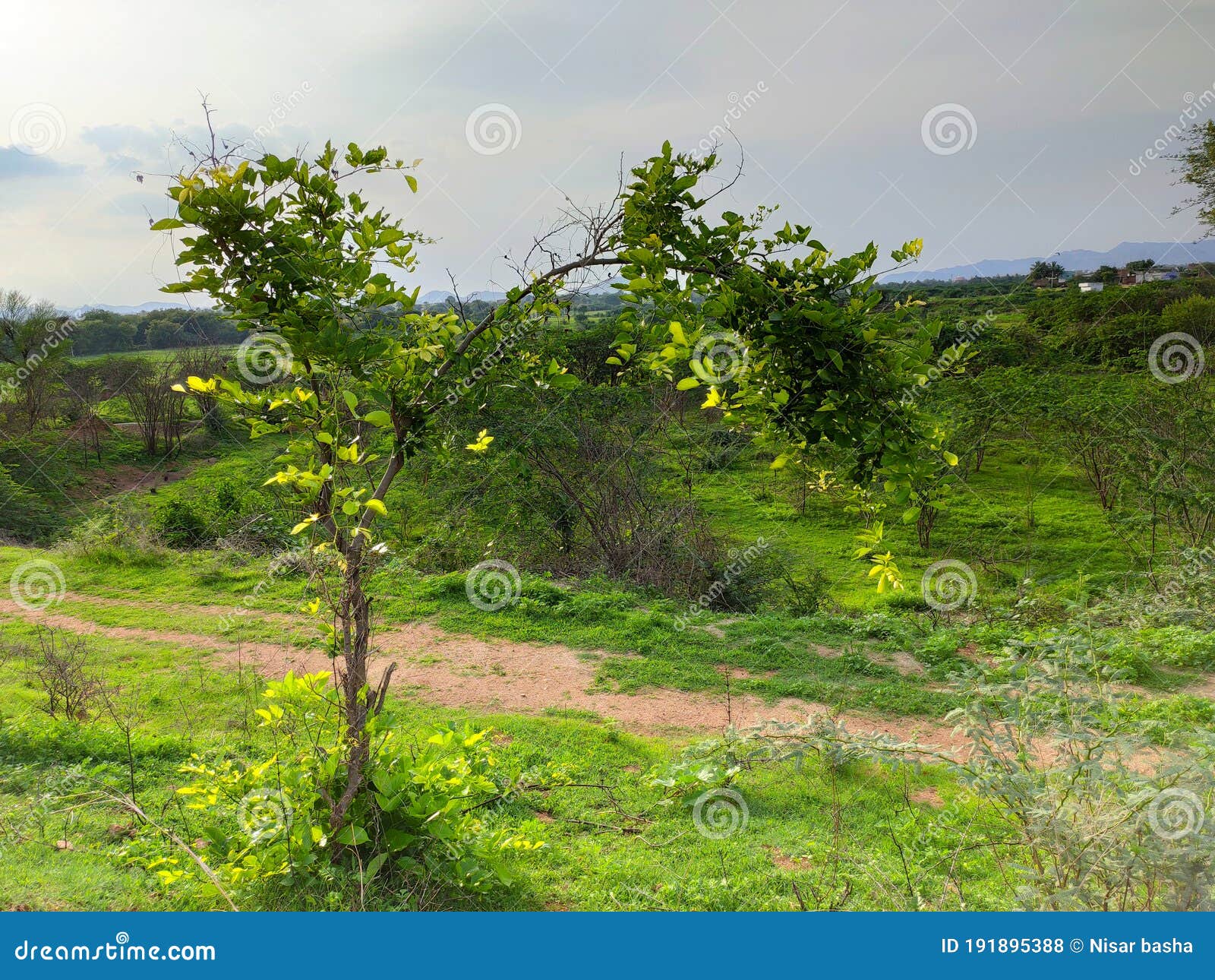 Green colour weird tree stock photo. Image of colour - 191895388