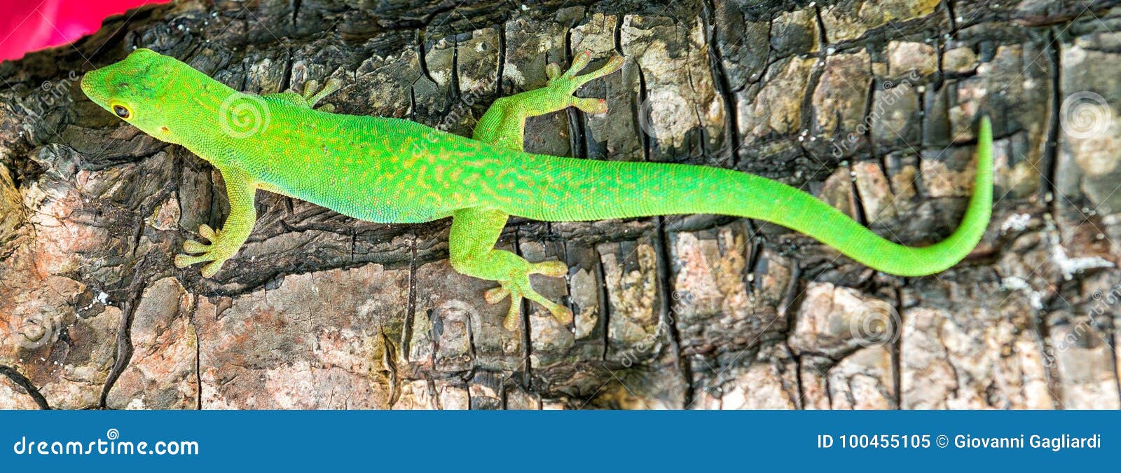 Green Colourful Gecko on a Tree in Seychelles Stock Image - Image of ...