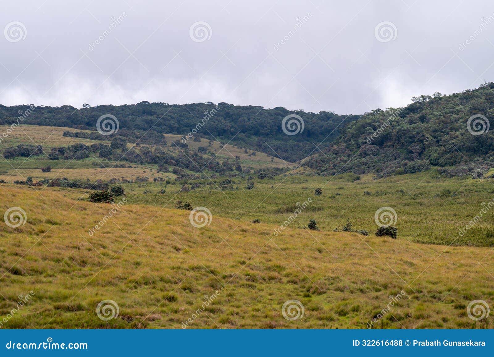 Green Tree and Plains Background Stock Photo - Image of season ...