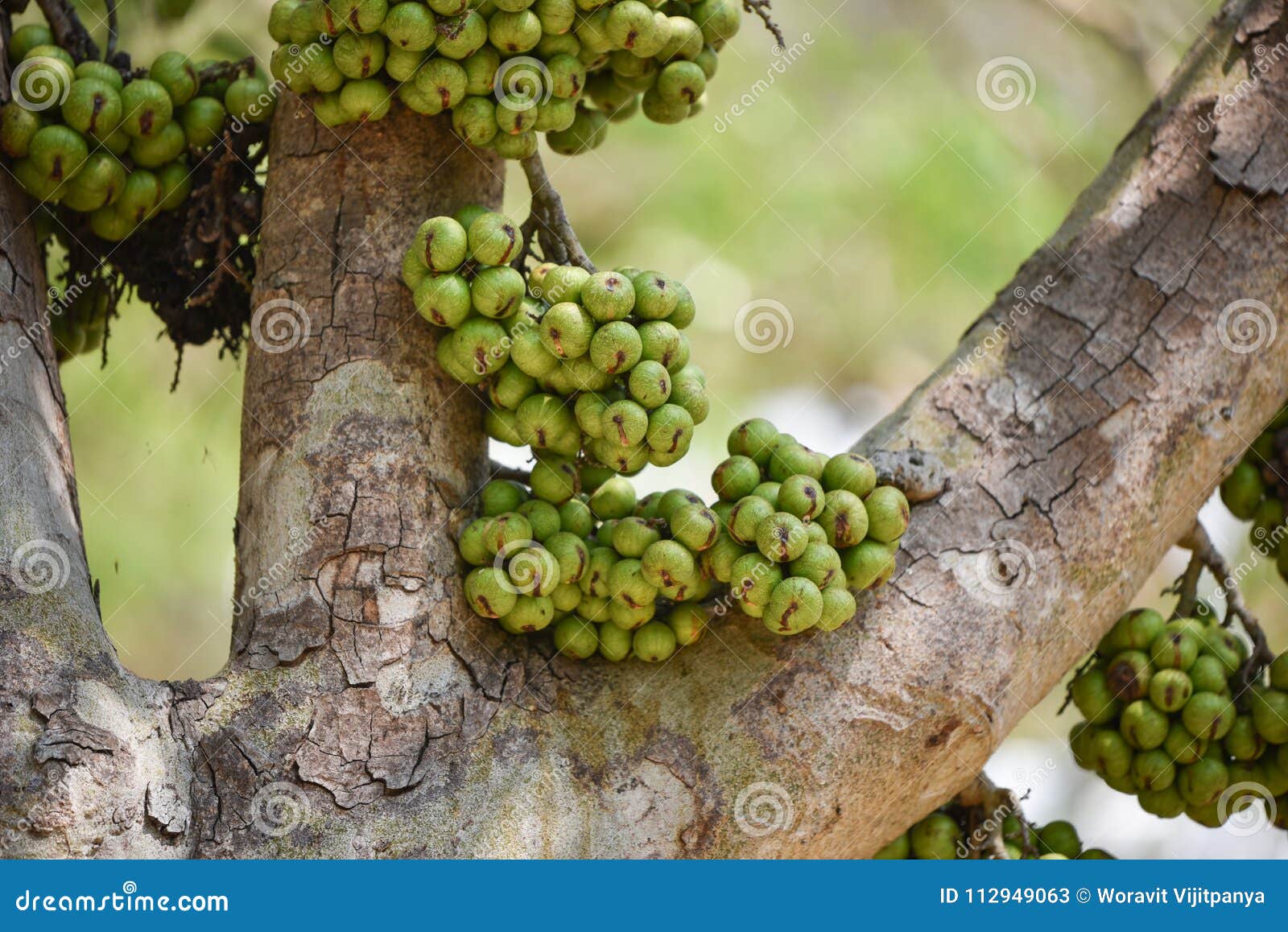 Green Common Fig Fruit - Wild Figs Stock Image - Image of branch ...