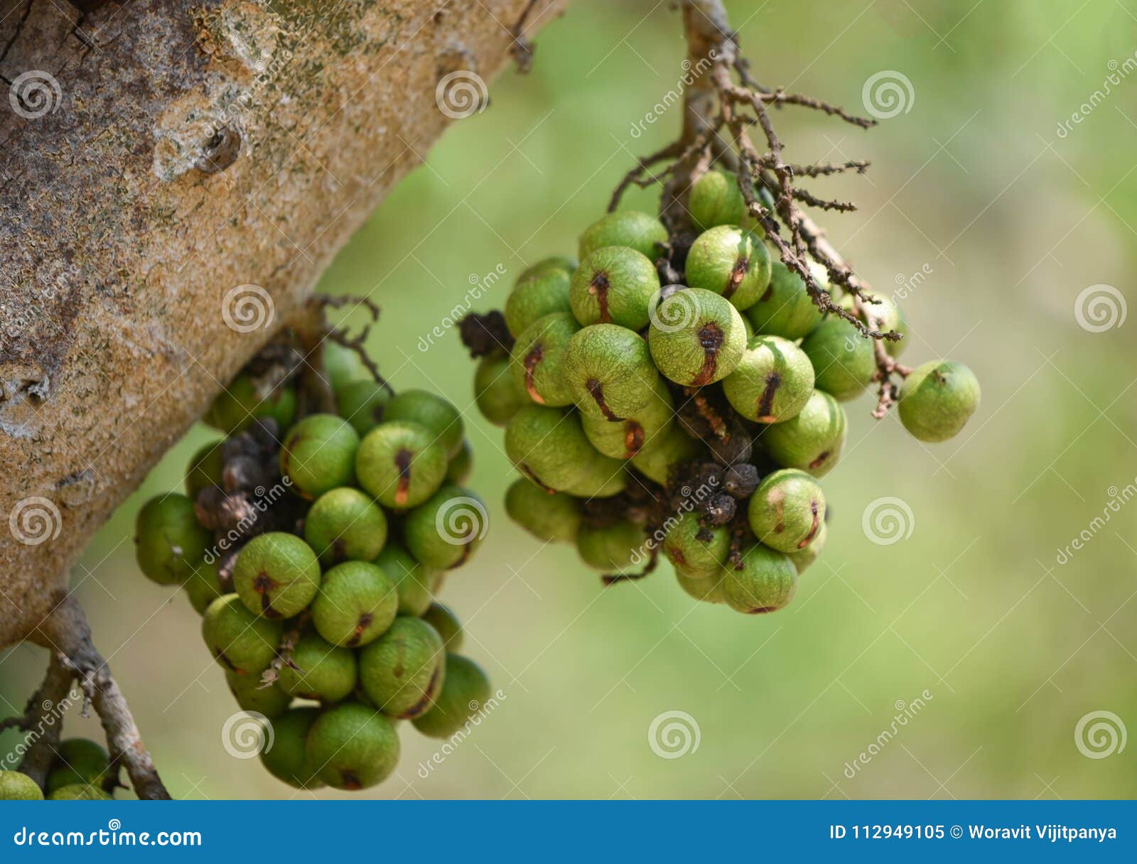 Green Common Fig Fruit - Wild Figs Stock Image - Image of plant, animal ...