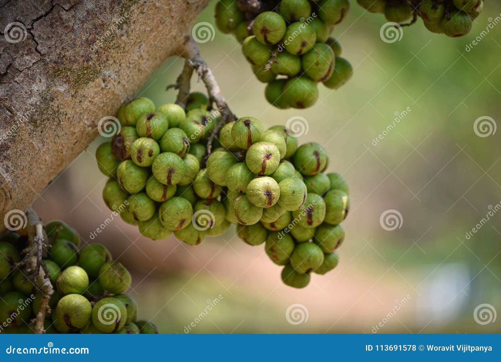 Green Common Fig Fruit - Wild Figs Stock Photo - Image of fruit ...