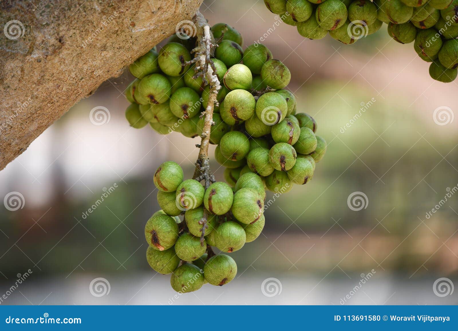 Green Common Fig Fruit - Wild Figs Stock Photo - Image of cute, nature ...
