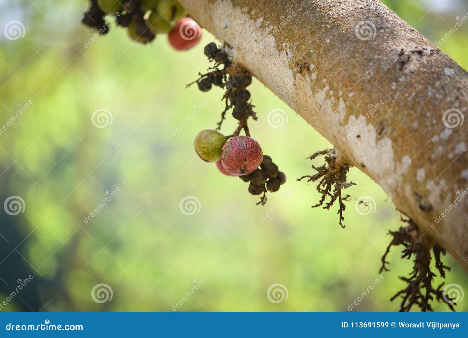 Green Common Fig Fruit - Wild Figs Stock Image - Image of organic ...