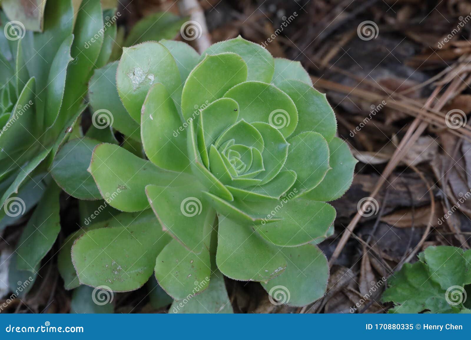 Green common houseleek stock image. Image of center - 170880335