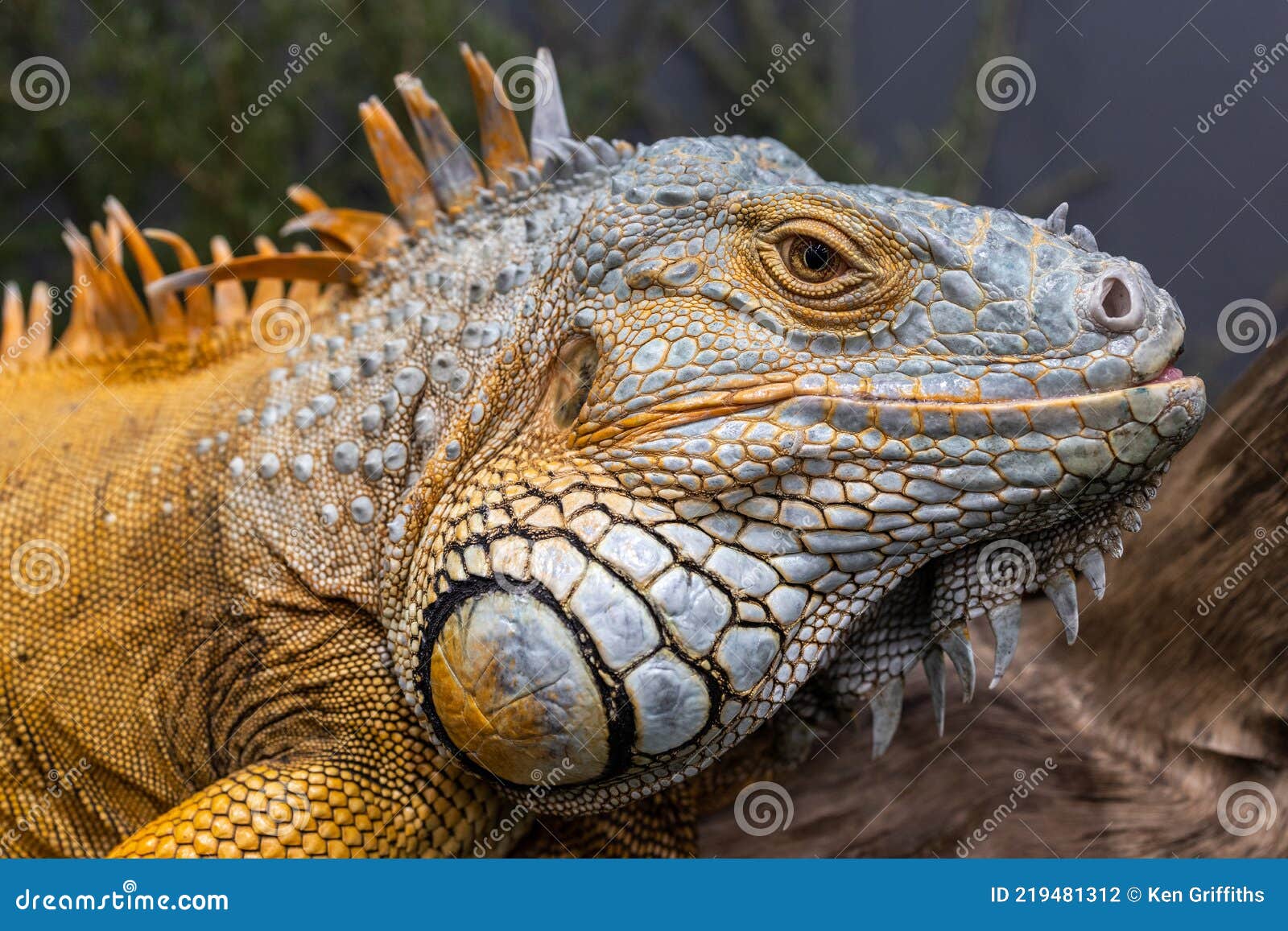 Common Iguana Iguana Iguana Royalty-Free Stock Photo | CartoonDealer ...