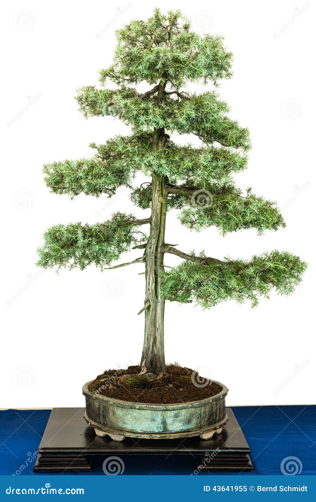 Green Common Juniper As Bonsai Tree Stock Image - Image of growth ...