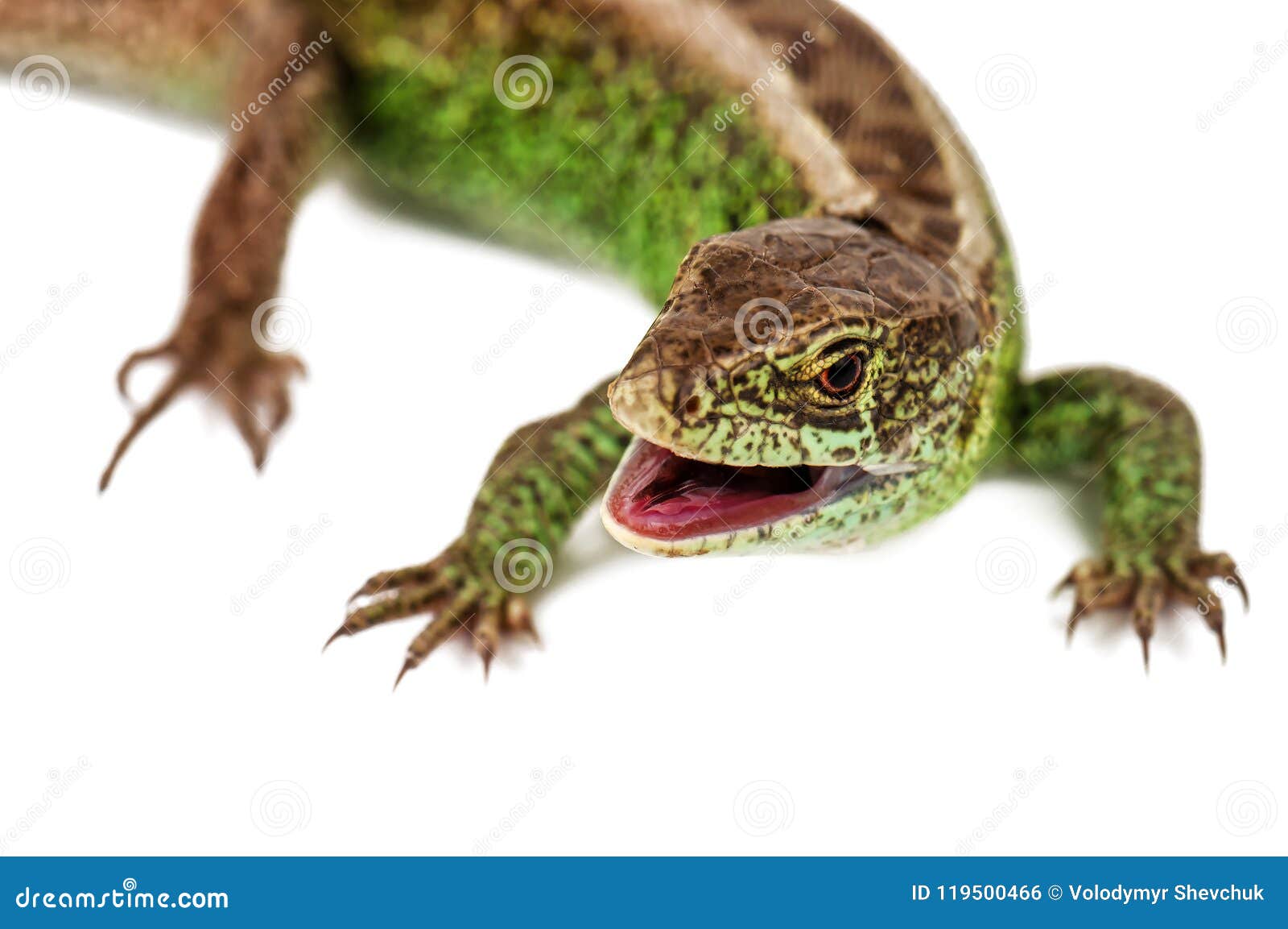 Green Common Lizard on White Stock Photo - Image of nature, studio ...