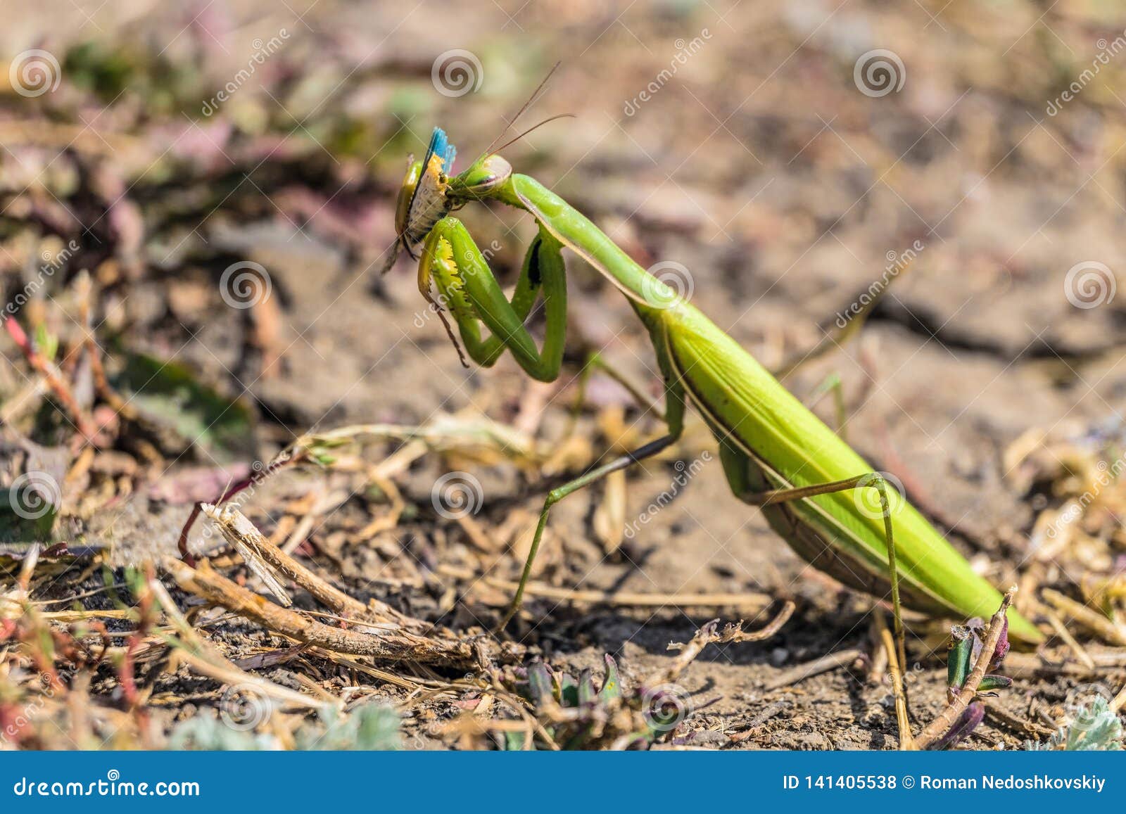 Green Common Mantis Mantis Religious Eating Prey Stock Photo - Image of ...