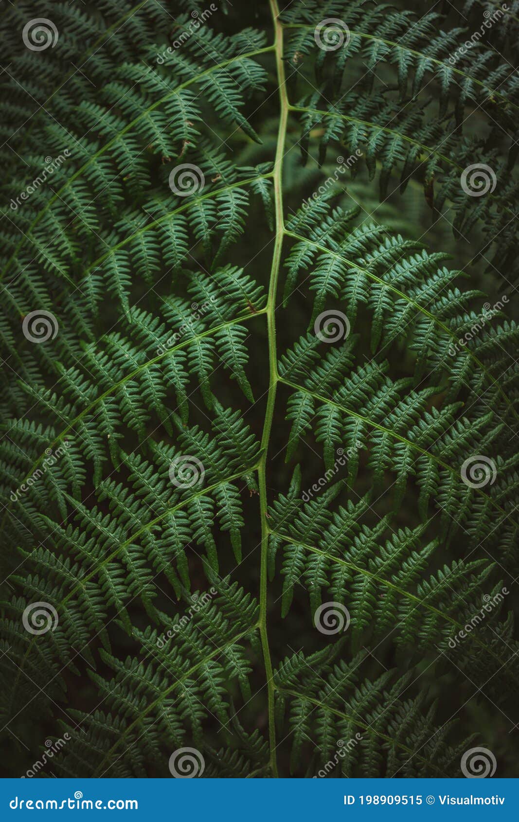 Green complex leaf of fern stock image. Image of foliage - 198909515