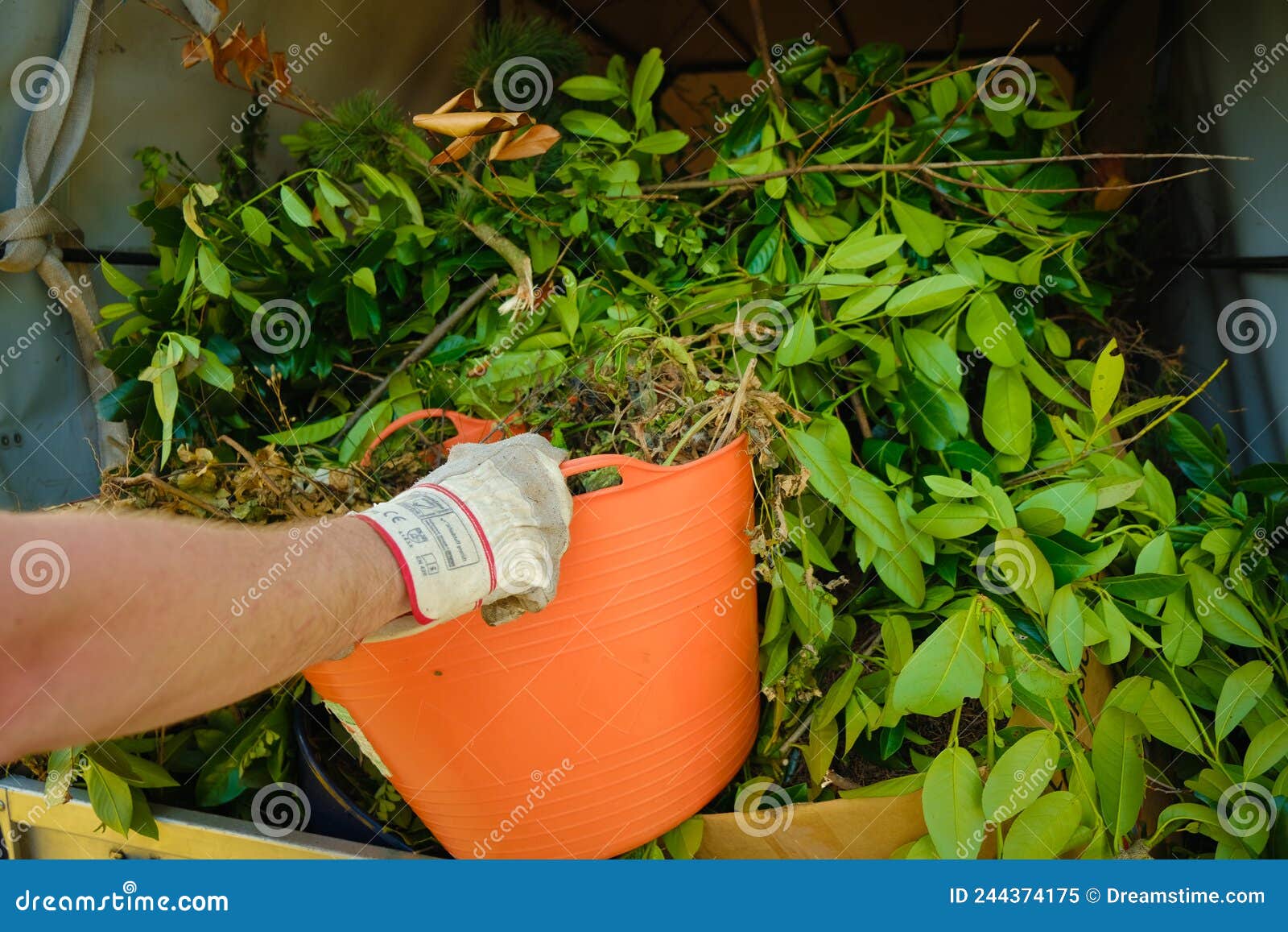 Green Compost.Vegetable Waste. Tree Branches in the Hands of a Man ...