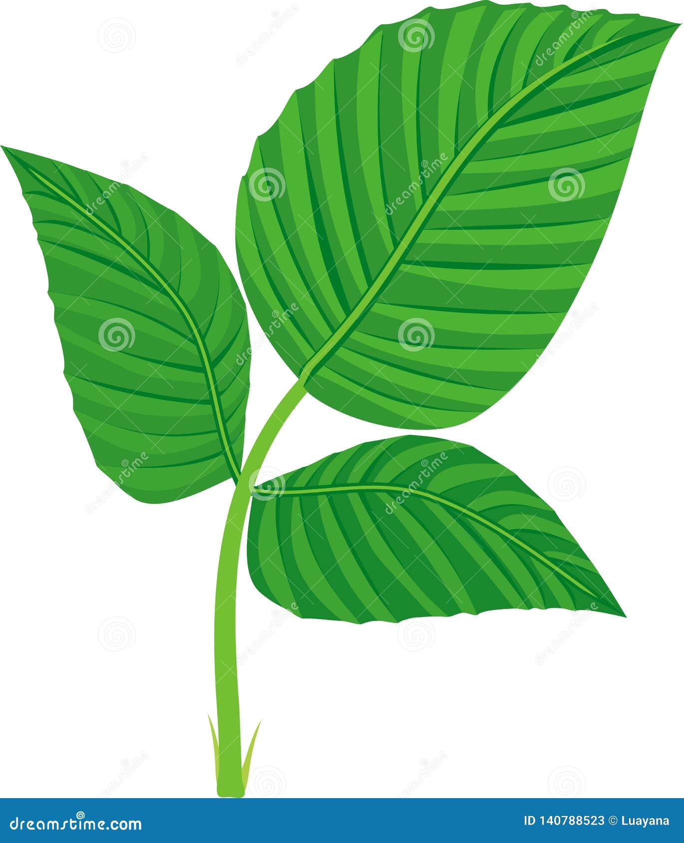 Green Compound Leaf of Raspberry Plant Stock Vector - Illustration of ...