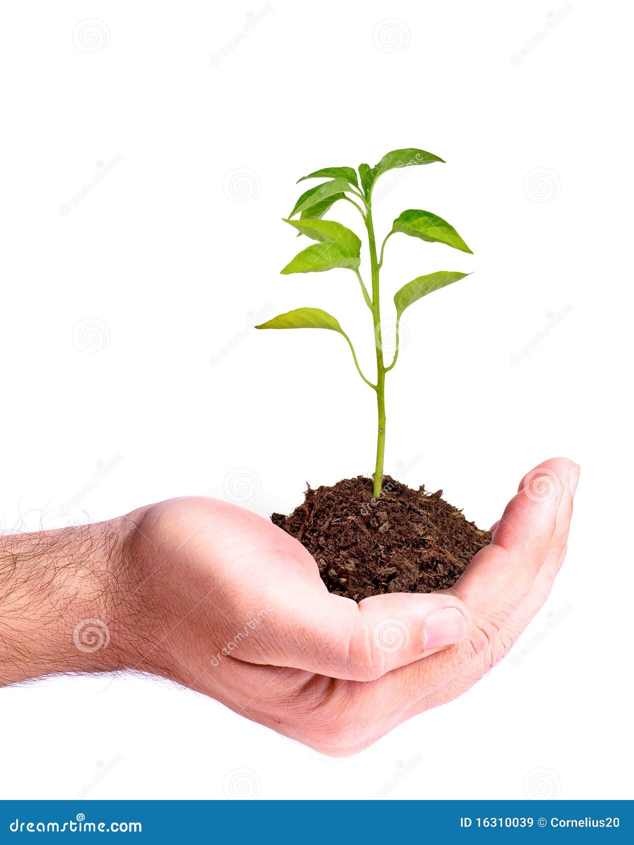 Green concept stock image. Image of tree, green, concept - 16310039