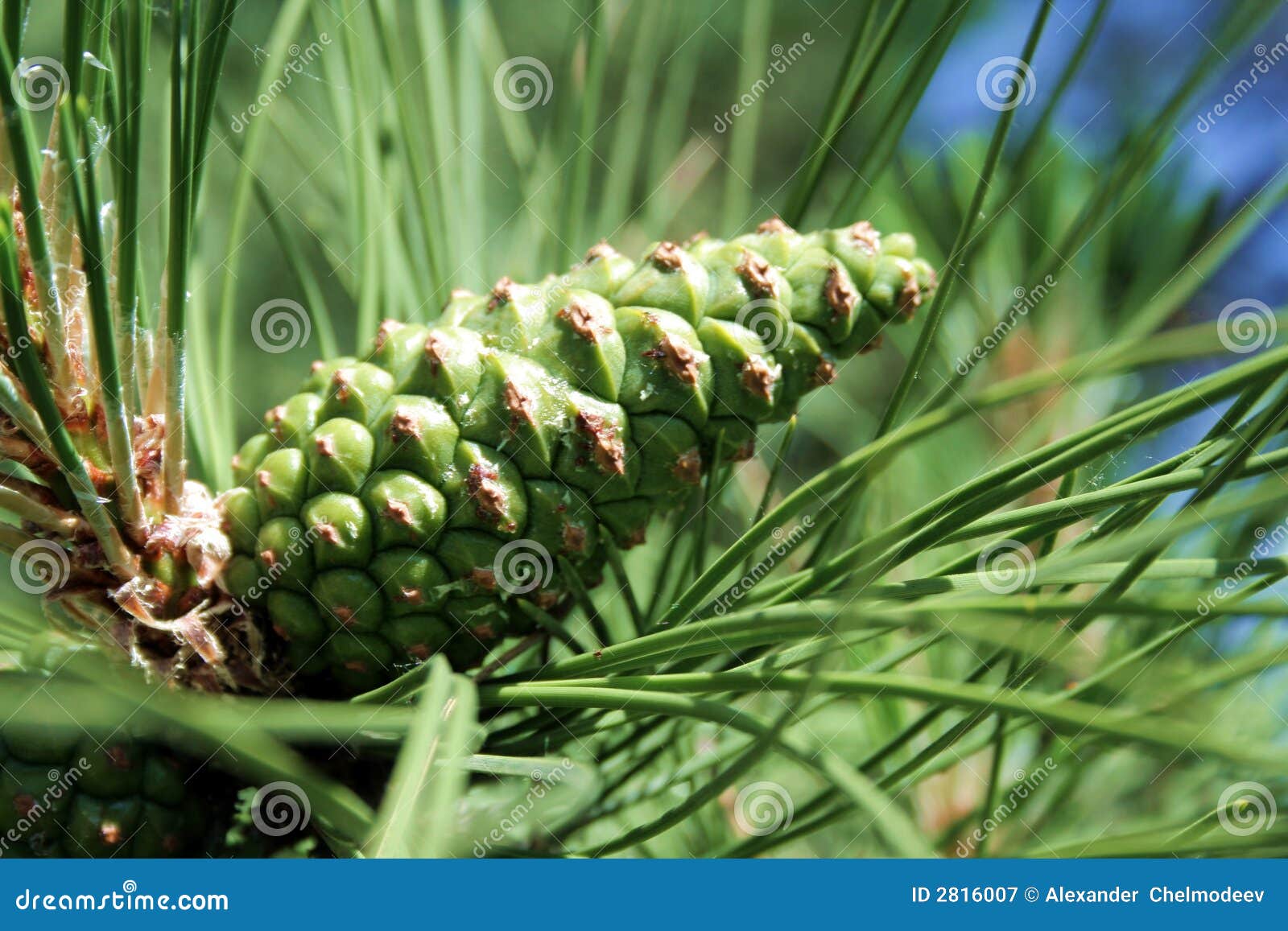Green cone stock image. Image of branch, tree, macro, brown - 2816007
