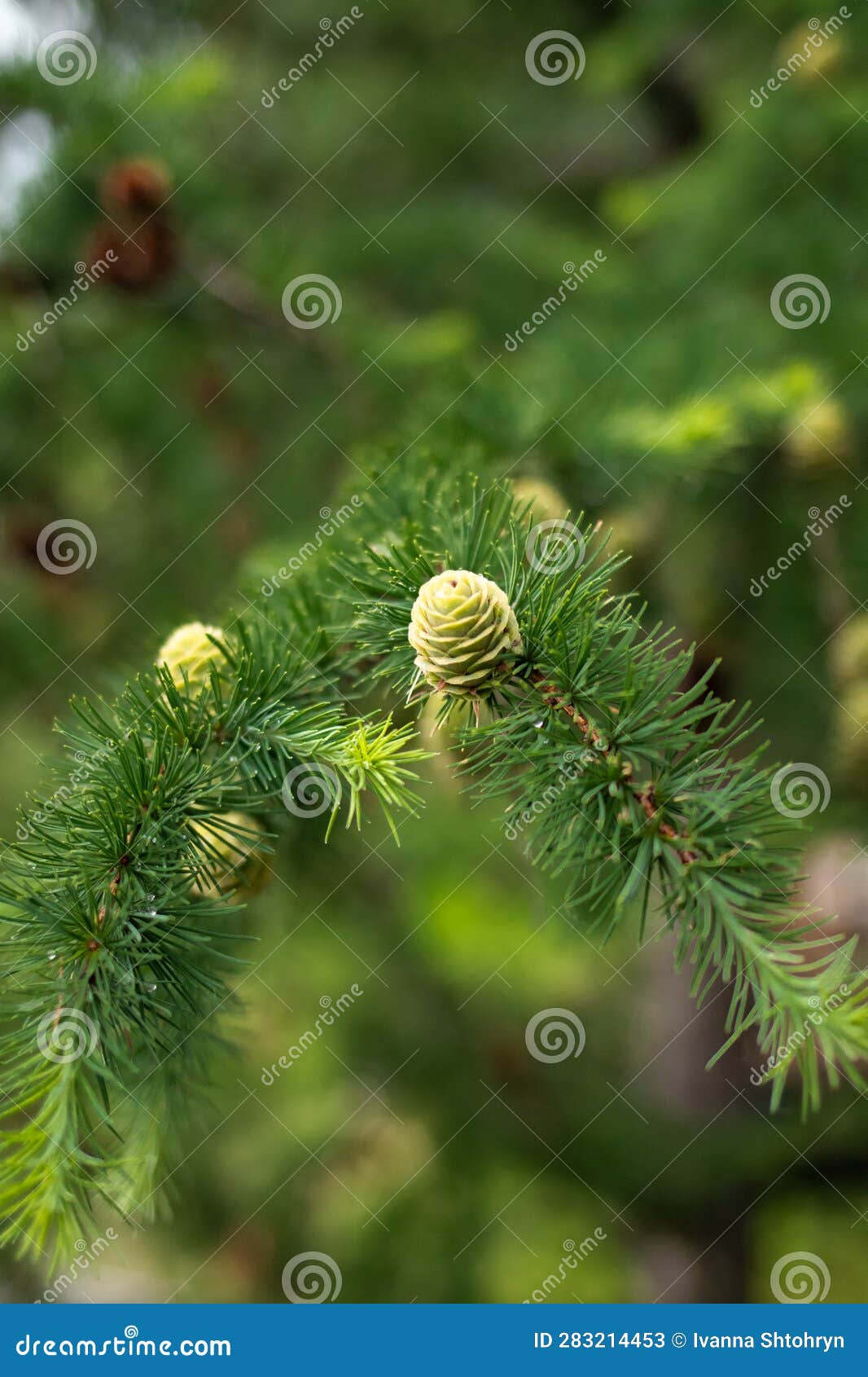 A cone on a tree stock image. Image of flower, needly - 283214453