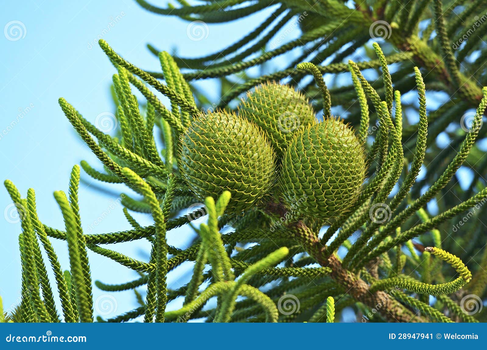 Green Cones stock image. Image of california, plant, garden - 28947941