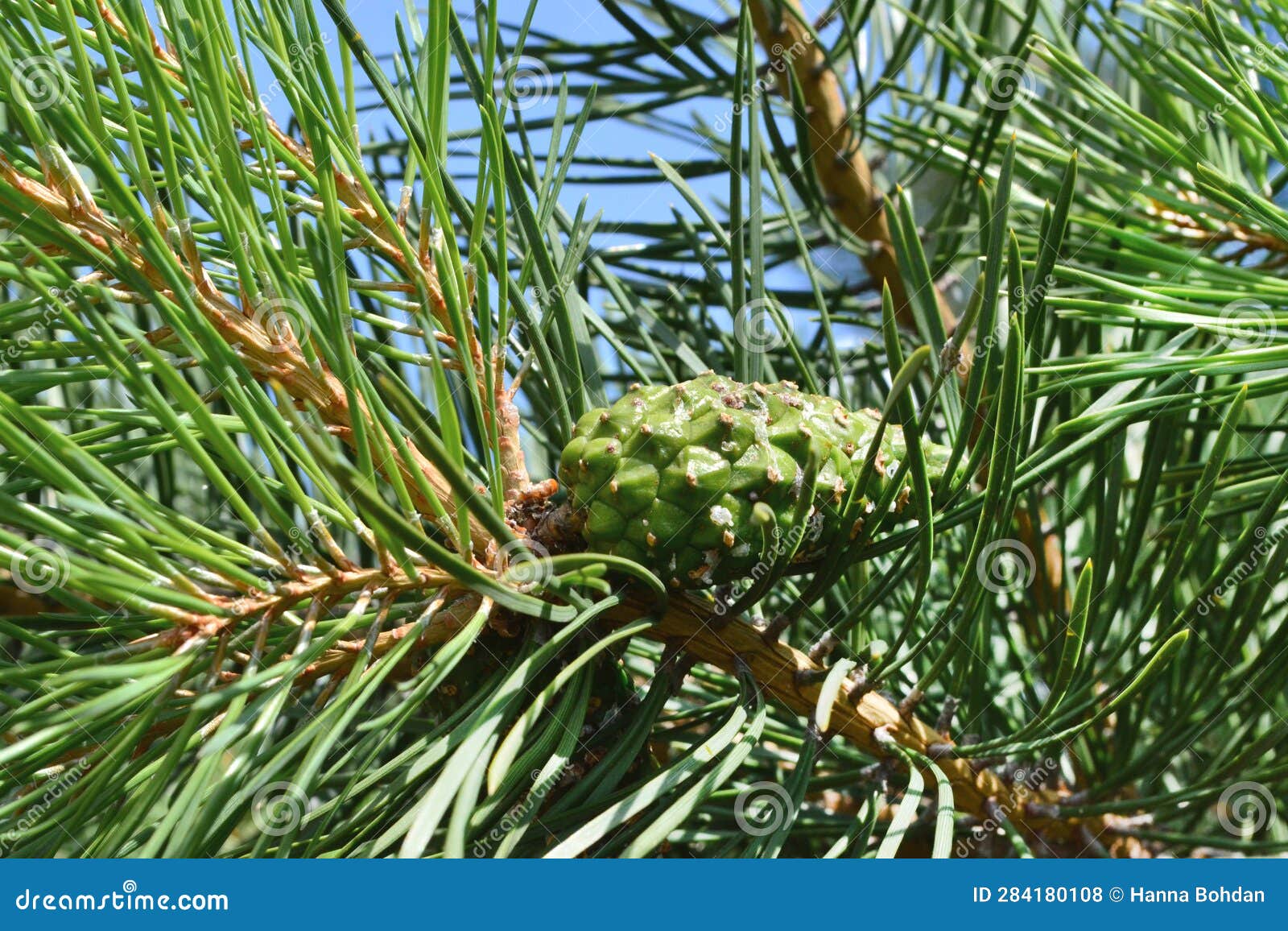 Green Cones Hang on the Pine Tree Stock Photo - Image of closeup ...