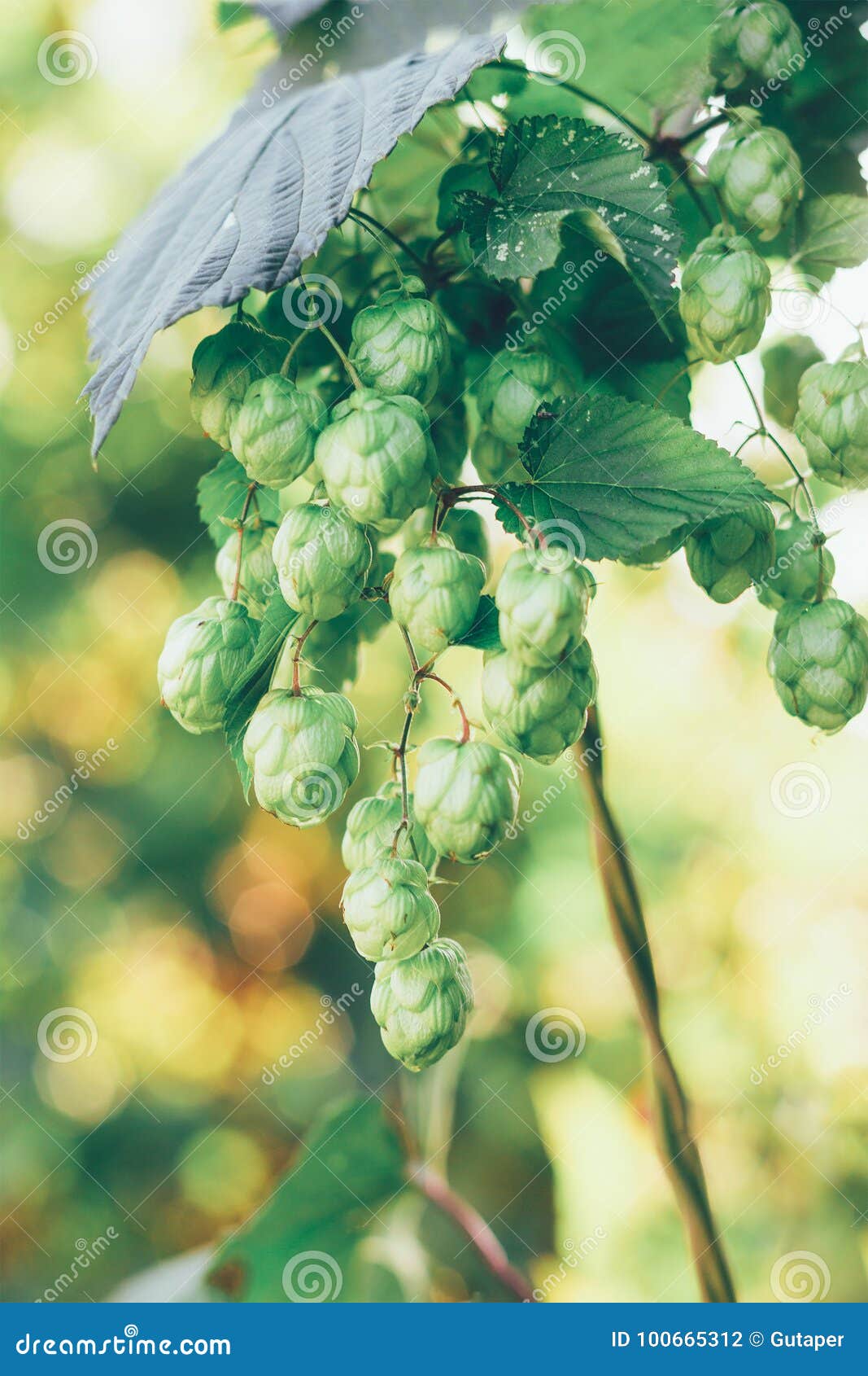 Green Cones of Hops Close-up Stock Photo - Image of summer, people ...