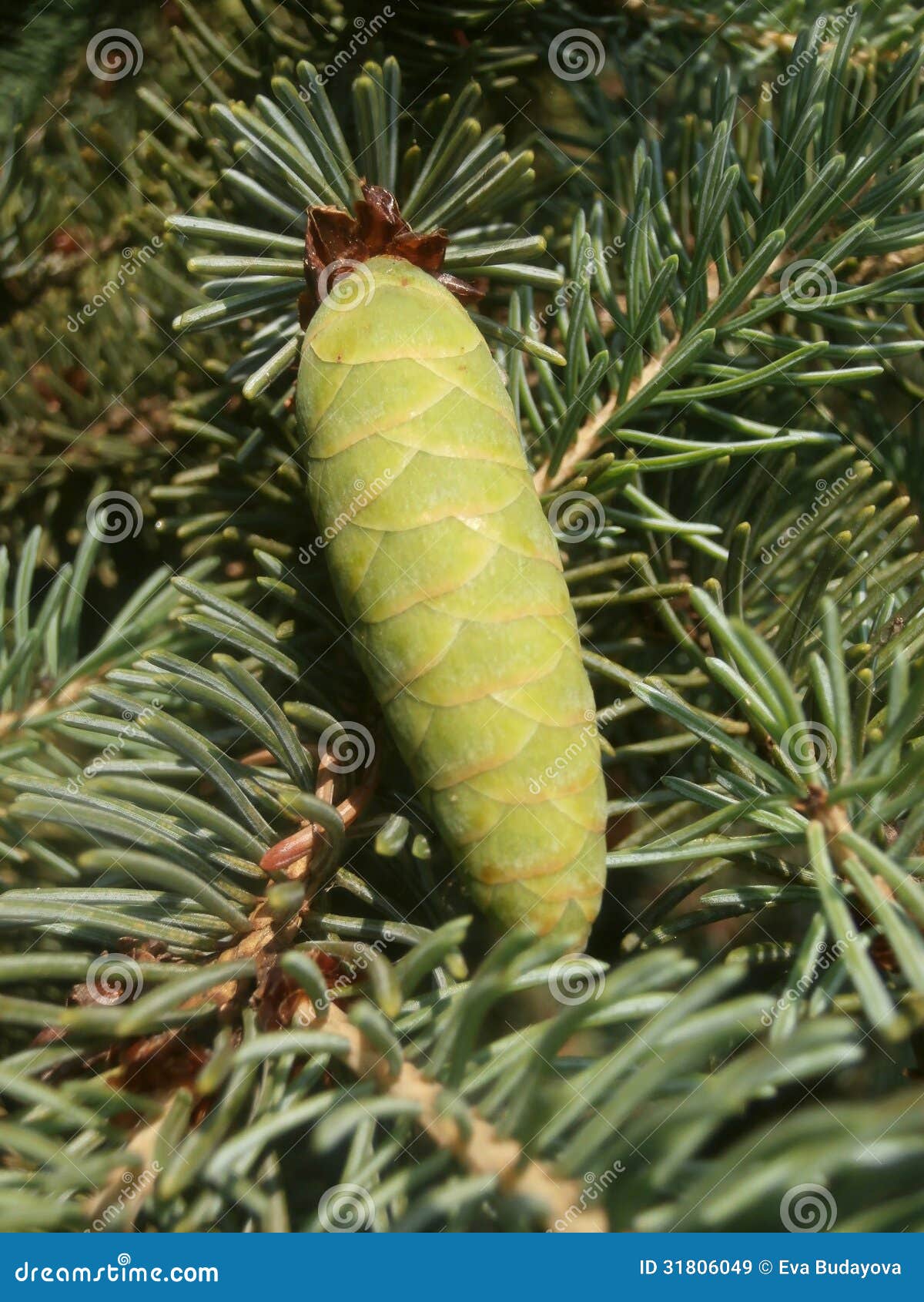 Green cones stock image. Image of evergreen, spring, black - 31806049