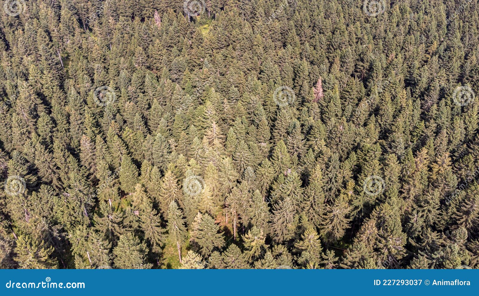 Green Conifer Forest from Above Stock Image - Image of growth, high ...