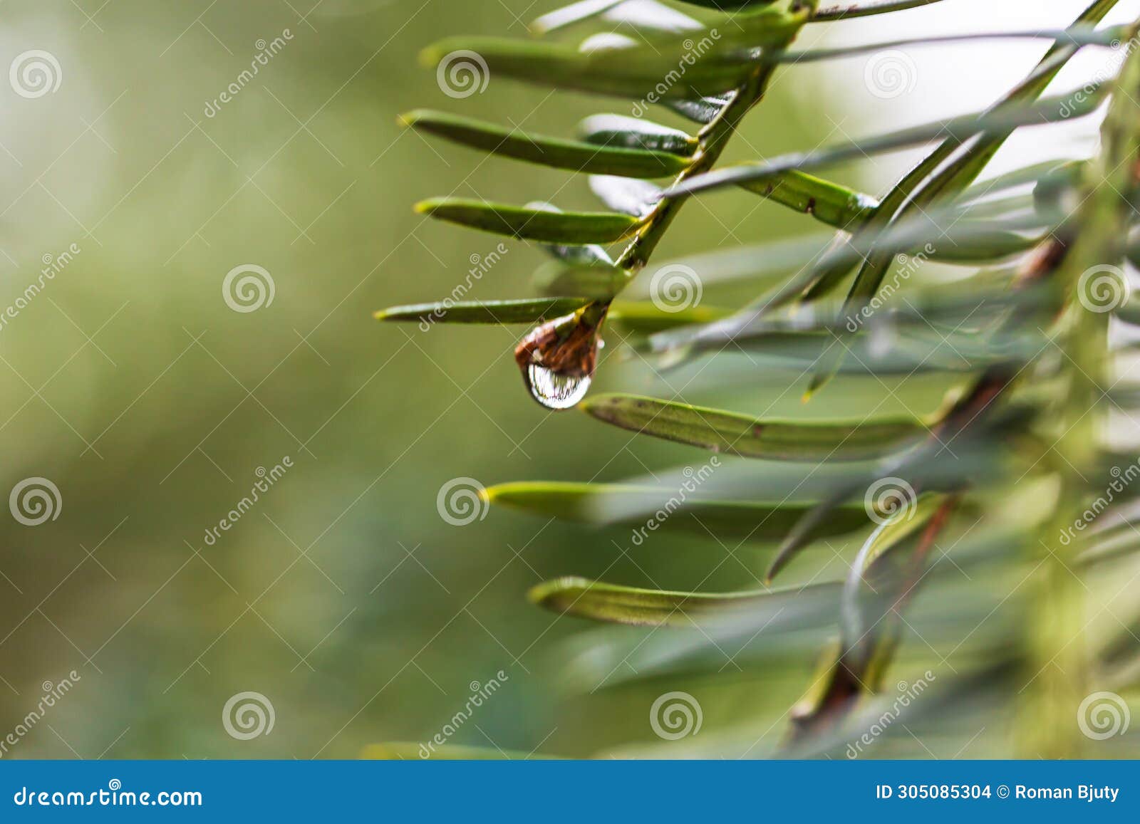 Green Conifer Twigs. There are Drops of Water on the Needles after the ...