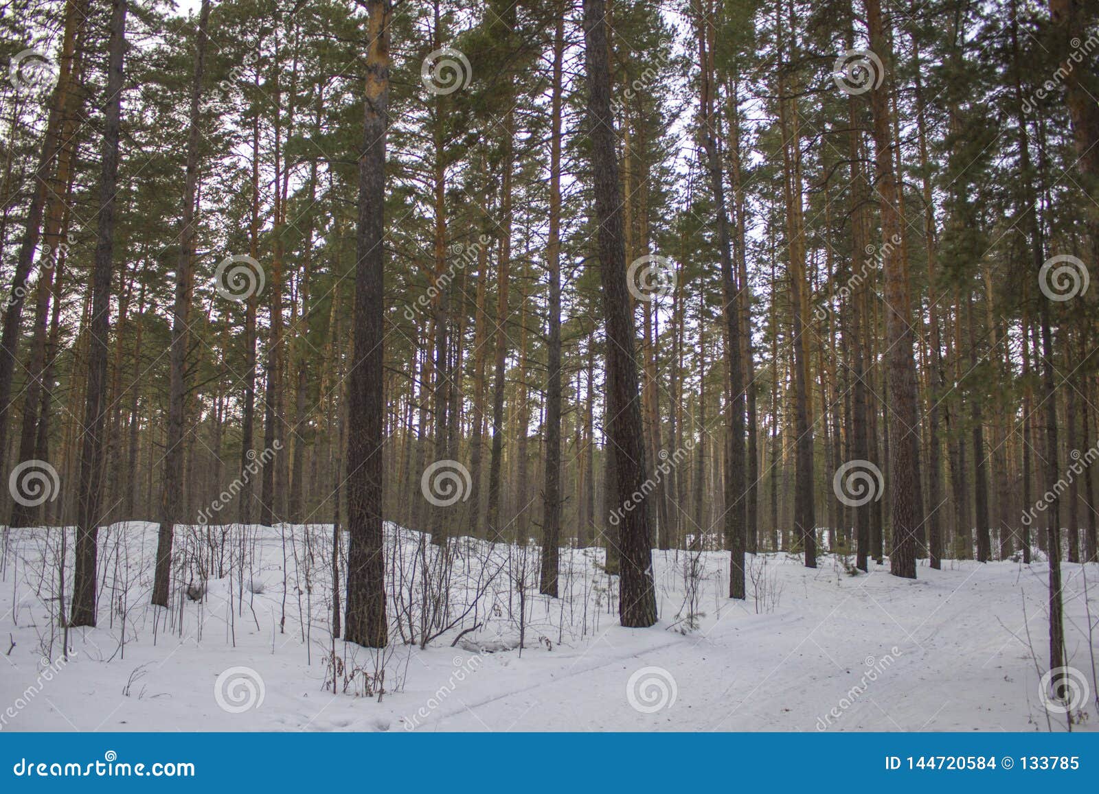 Green Coniferous Forest in the Winter Forest Under a Gray Sky Stock Photo - Image of frost ...