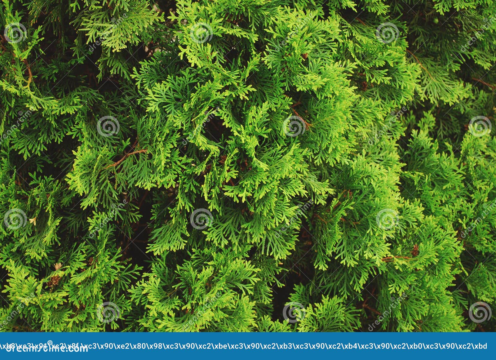 Green Coniferous Plant Texture Close-up Stock Photo - Image of plant ...