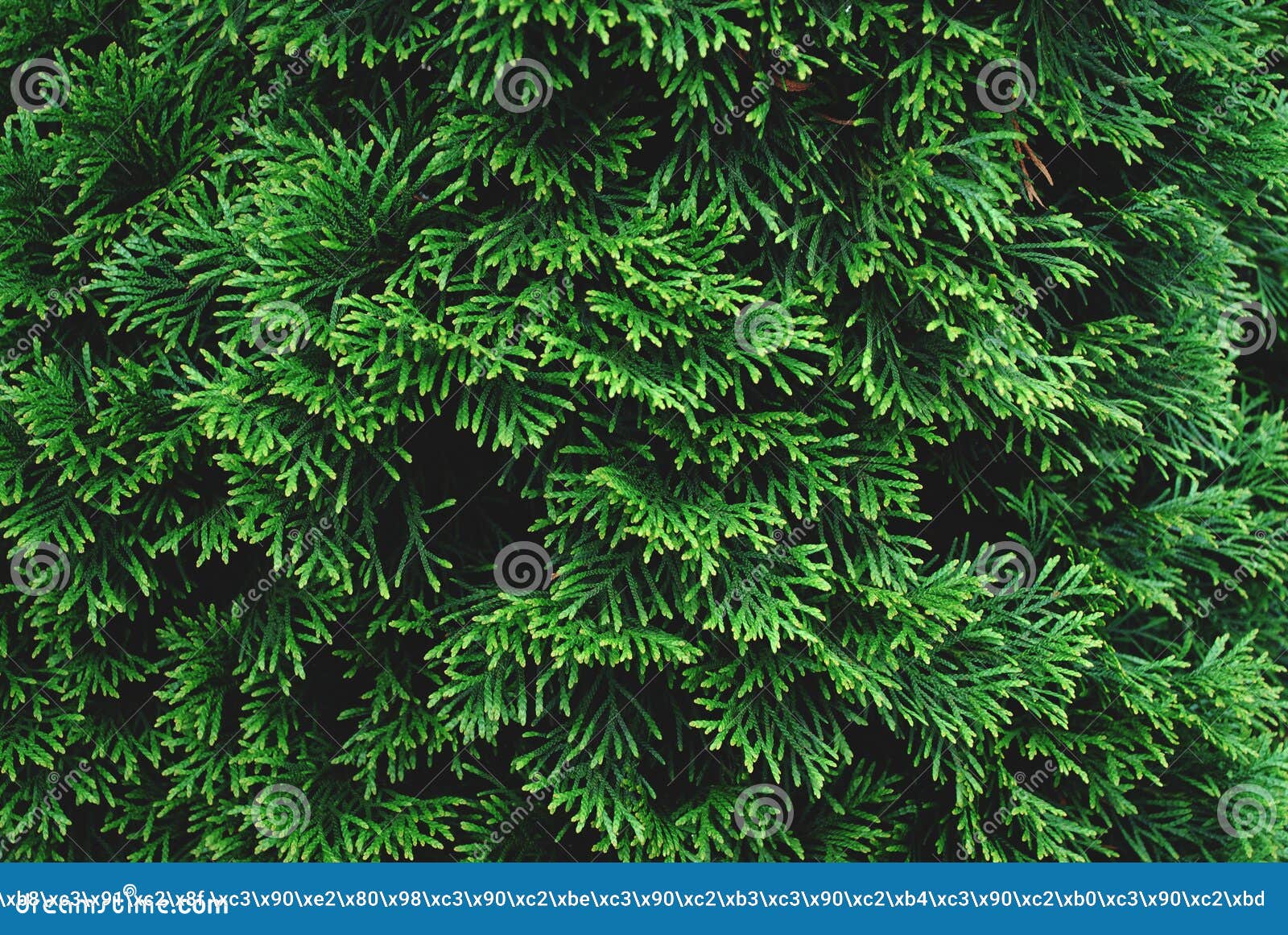 Green Coniferous Plant Texture Close-up Stock Image - Image of nature ...