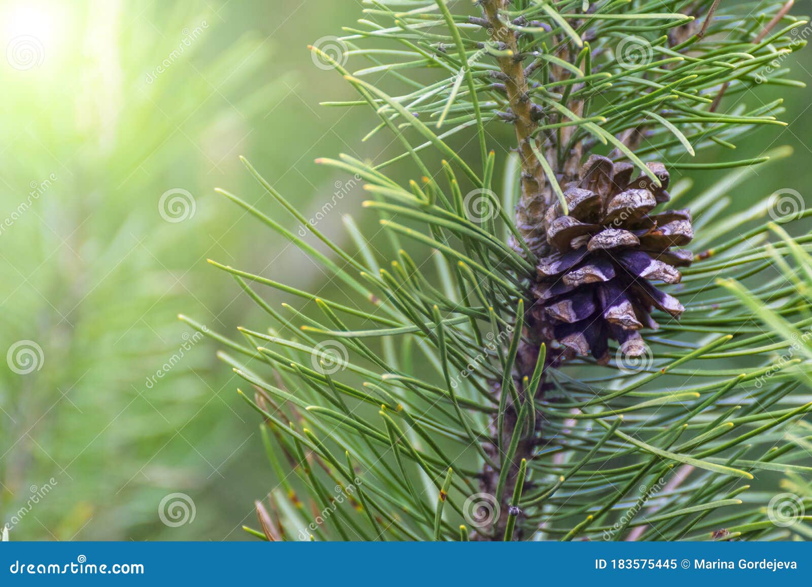 Green Coniferous Ripe Cone on a Pine Branch, Evergreen Forest of ...