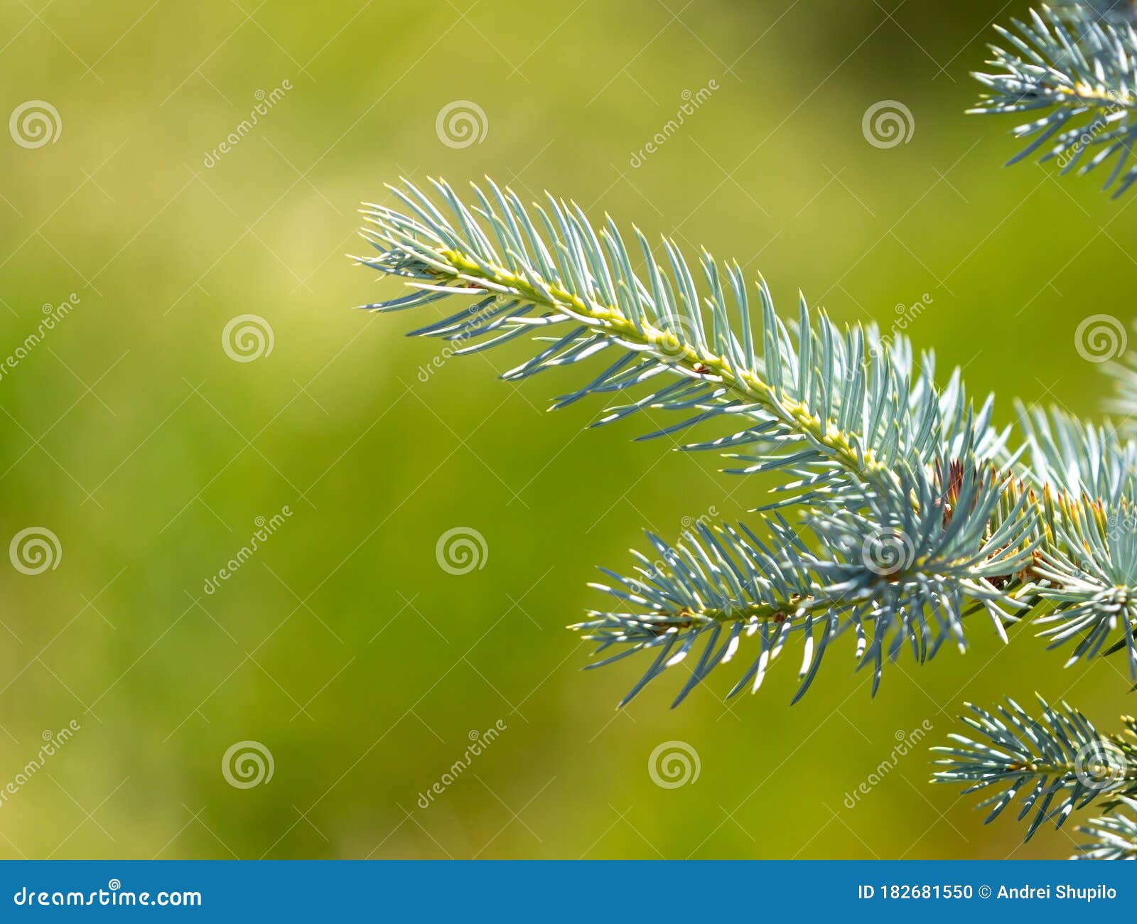 Green Coniferous Tree Branch in the Park Stock Photo - Image of twig ...