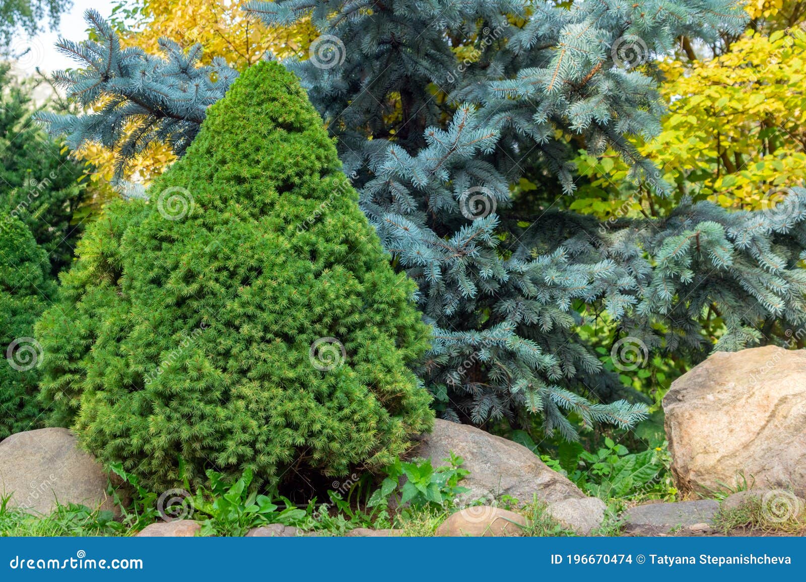 Green Coniferous Tree in the Shape of a Pyramid on a Background of Blue ...