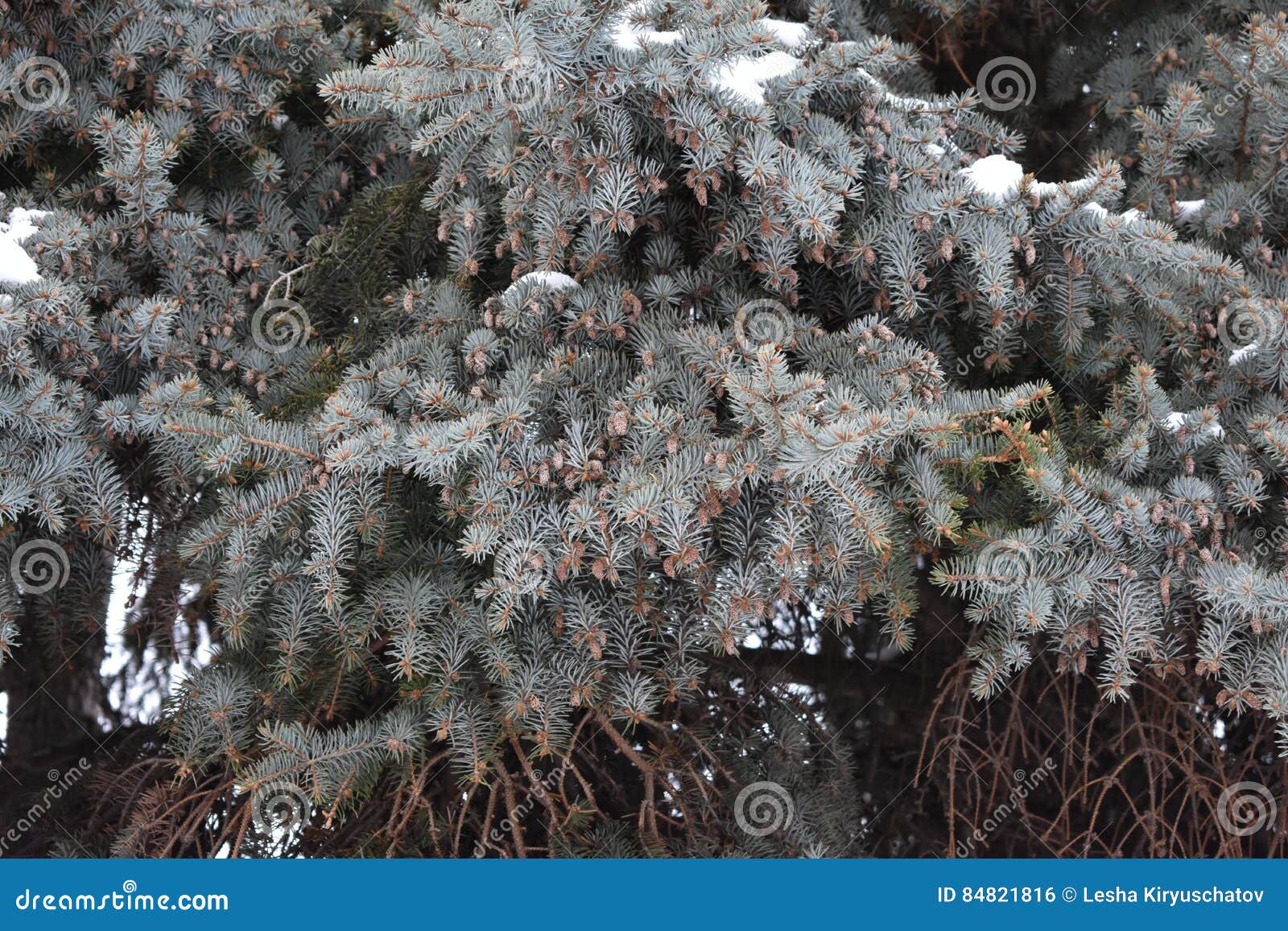 171 Solid Thicket Stock Photos - Free & Royalty-Free Stock Photos from ...