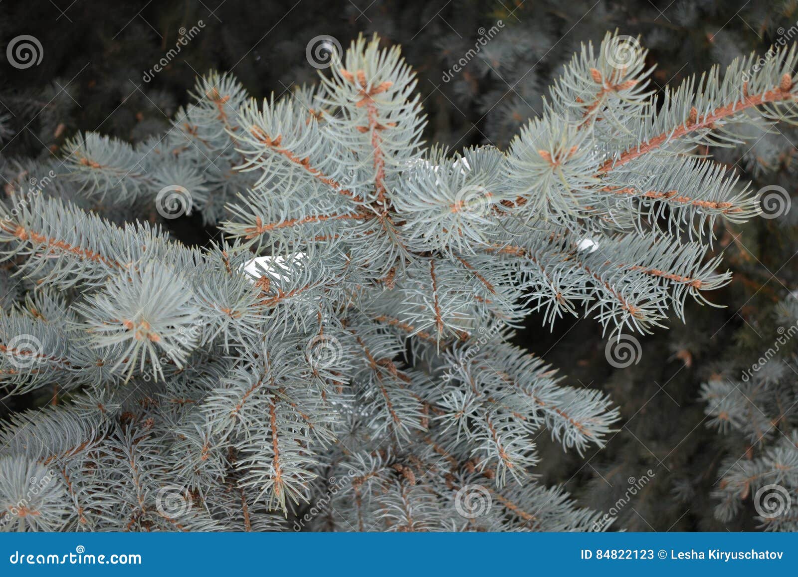 Green are coniferous tree stock image. Image of winter - 84822123