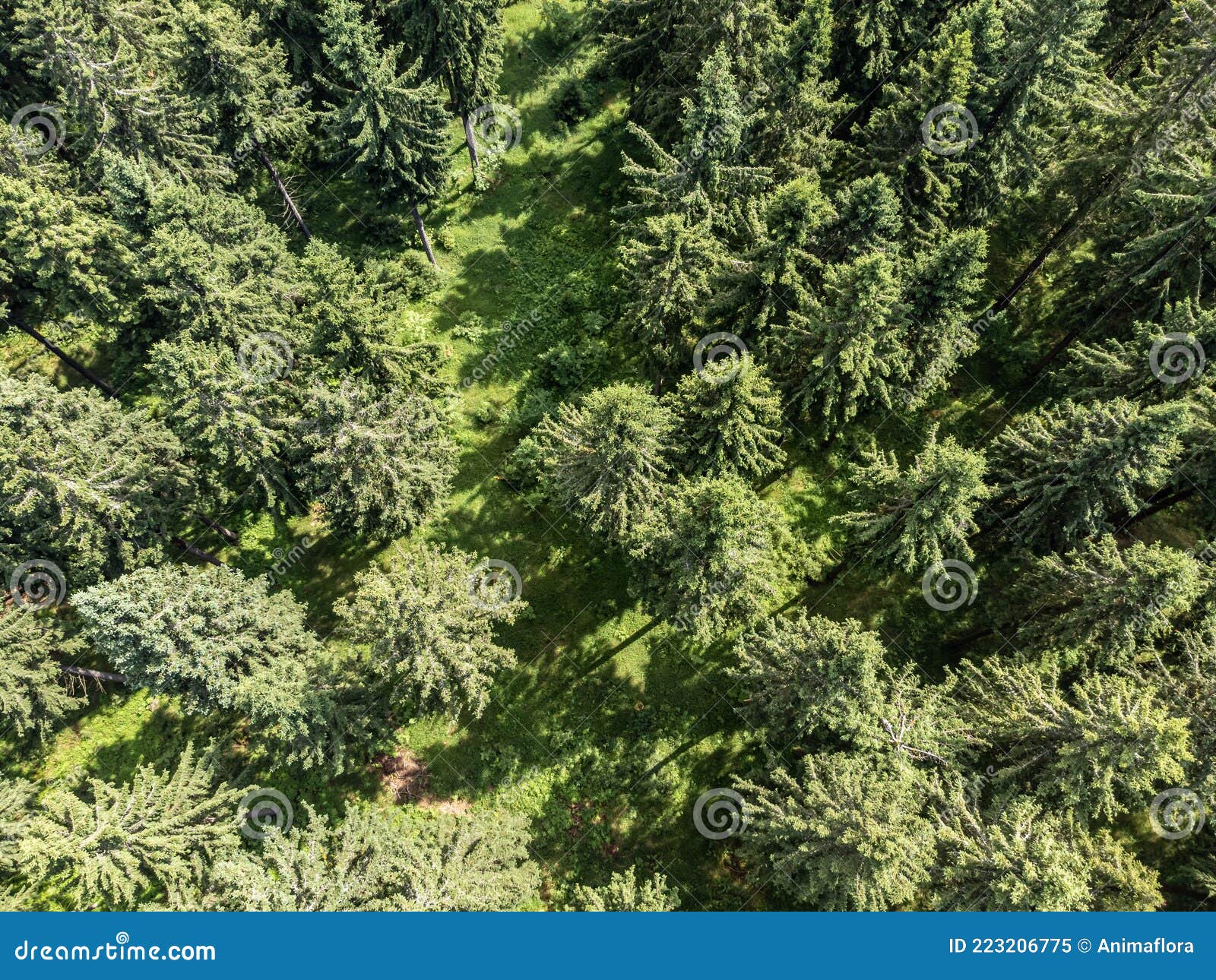 Green Conifers from Above Texture Stock Image - Image of high ...