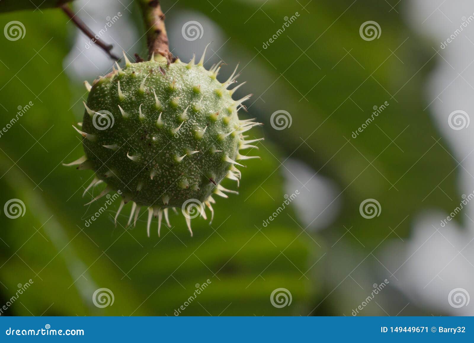 Green Conker on a Horse Chestnut Tree in Autumn Stock Image - Image of ...