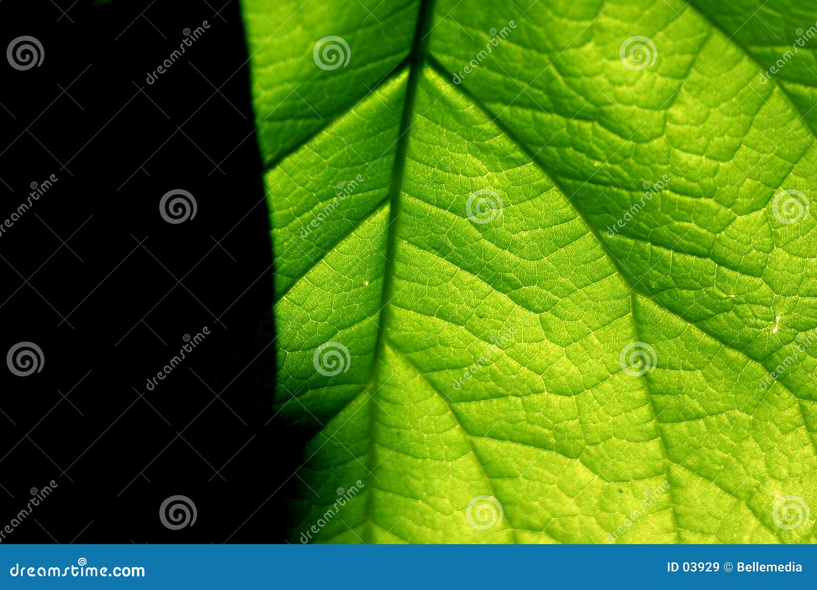 Green contrast stock image. Image of time, nature, circle - 3929