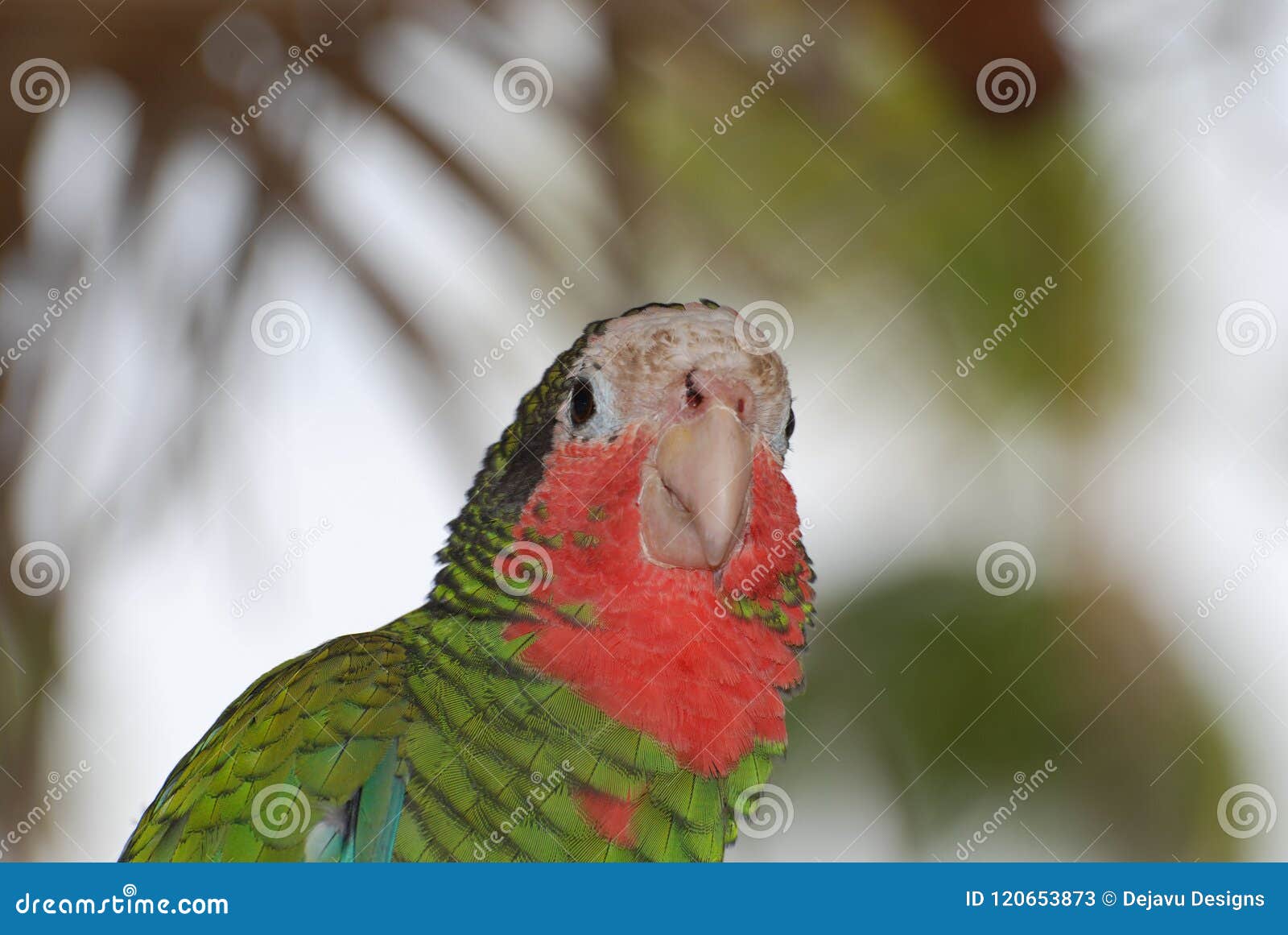 Green Conure with an Ivory Hooked Beak Stock Image - Image of nature ...