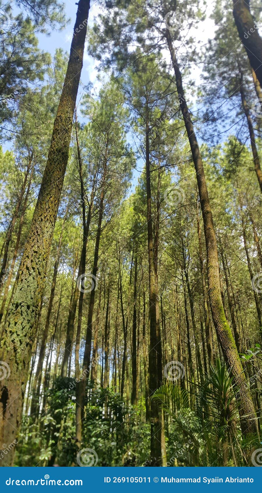 Green and Cool Forest Area and Beautifull Stock Image - Image of spruce ...