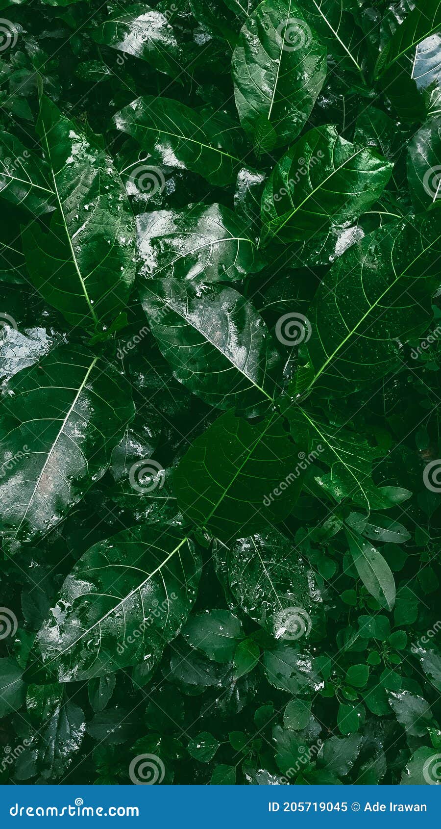 Green and Cool Leaf Wallpaper Stock Image - Image of nature, shrub ...