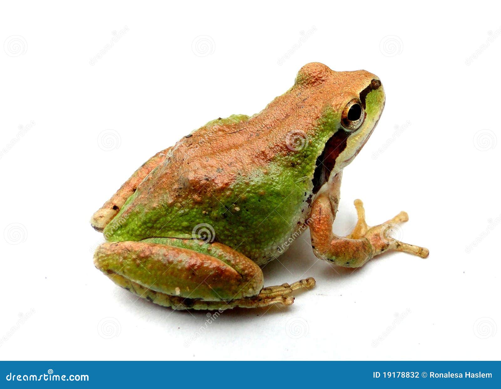Green and Copper Froggy stock photo. Image of webbed - 19178832