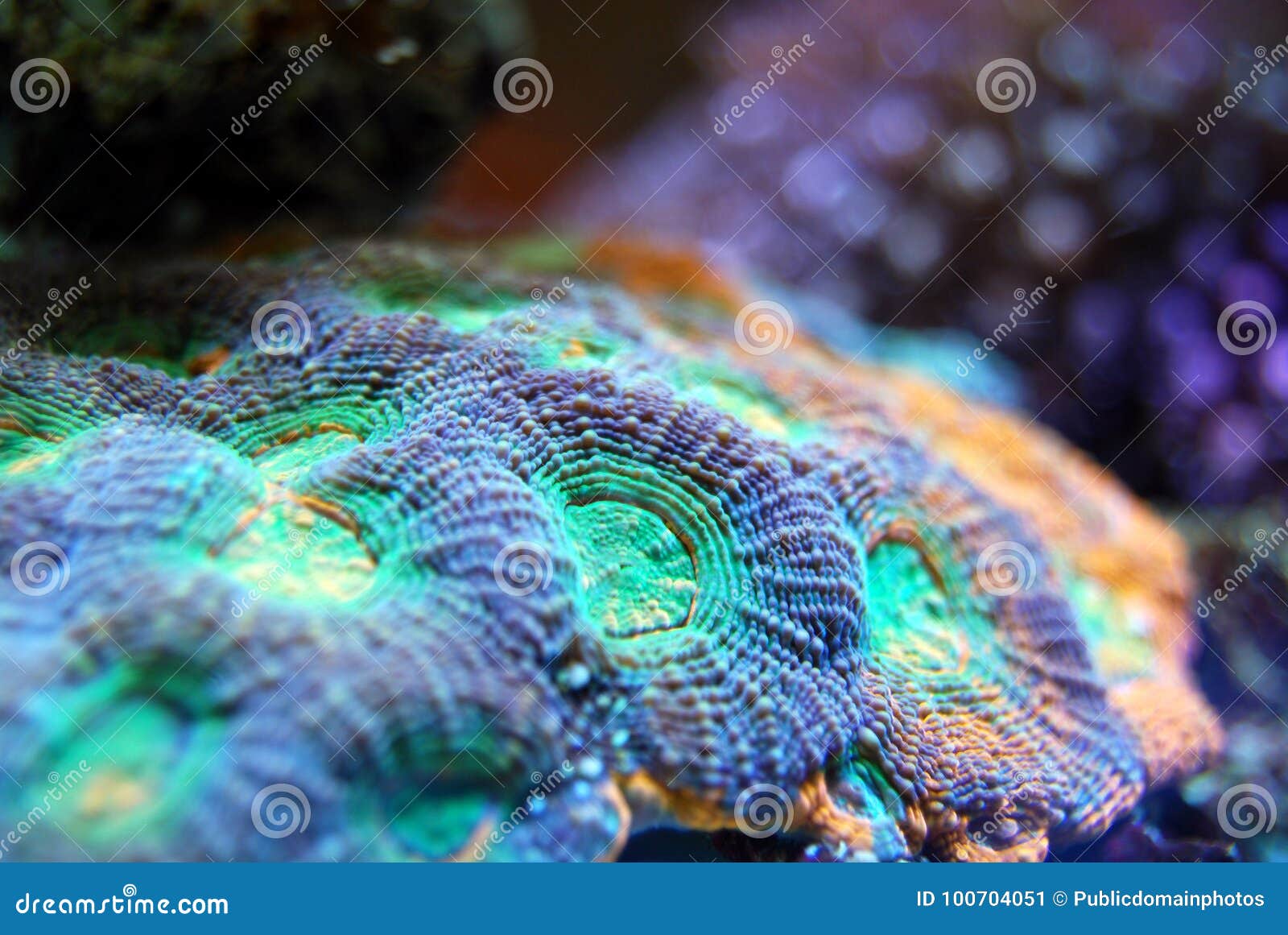 Green, Coral, Coral Reef, Reef Picture. Image: 100704051