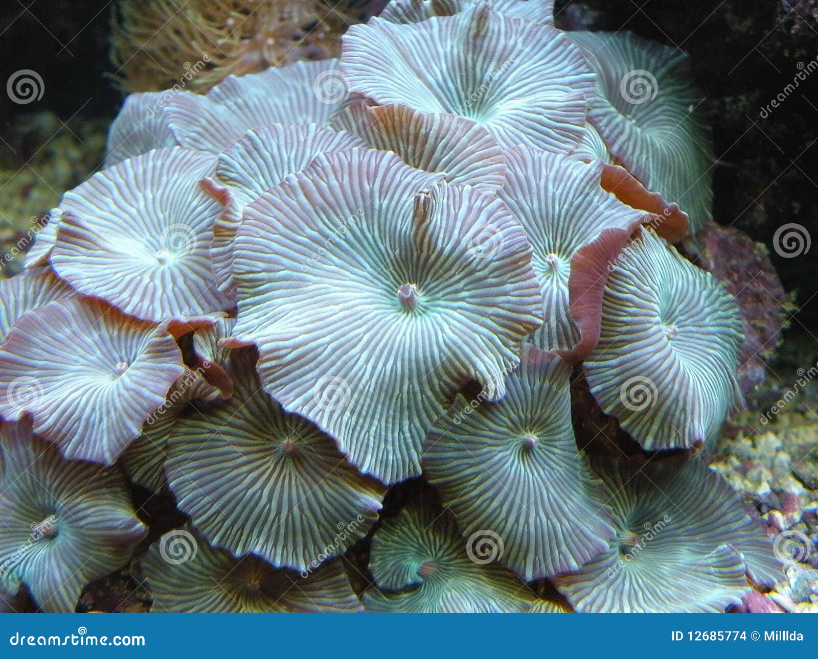 Green Coral Reef Stock Images - Image: 12685774
